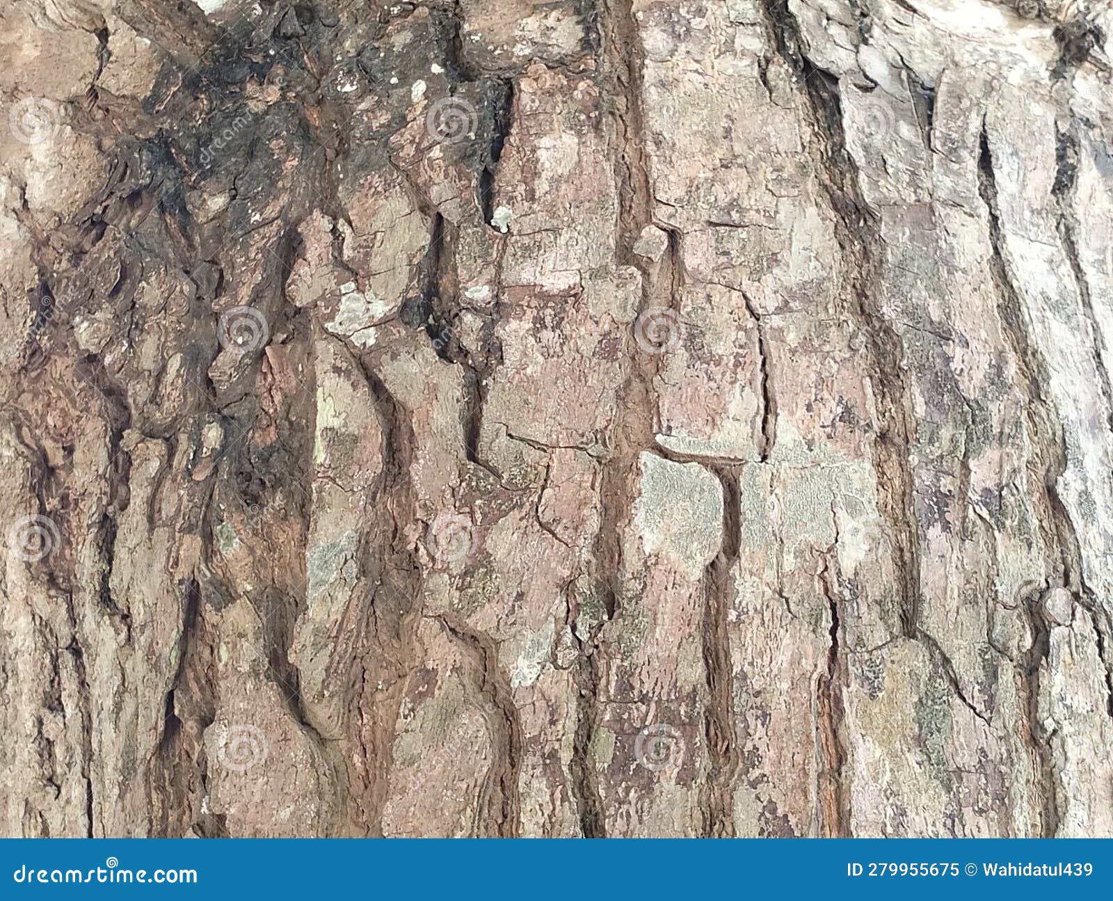 This Is The Bark Of The Terminalia Arjuna, Is A Tree Of Genus ...