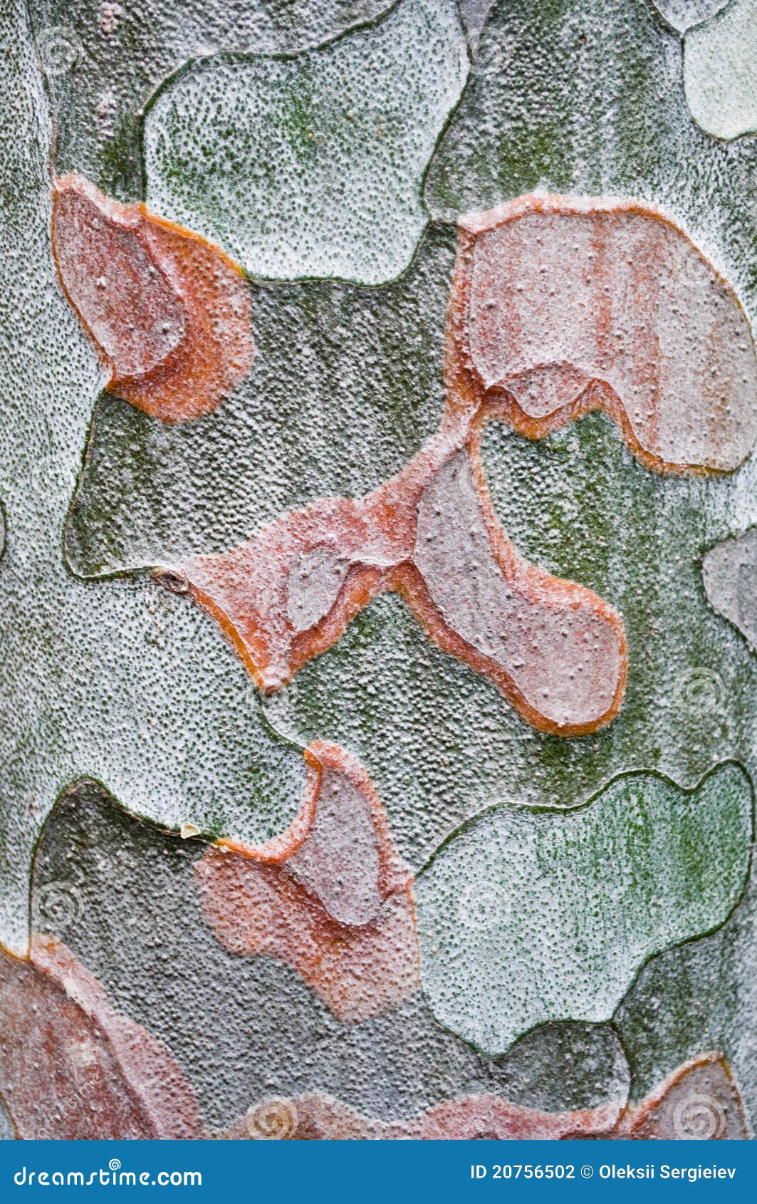 Texture of the Bark of a Tree Stock Photo - Image of knobby, backdrop ...