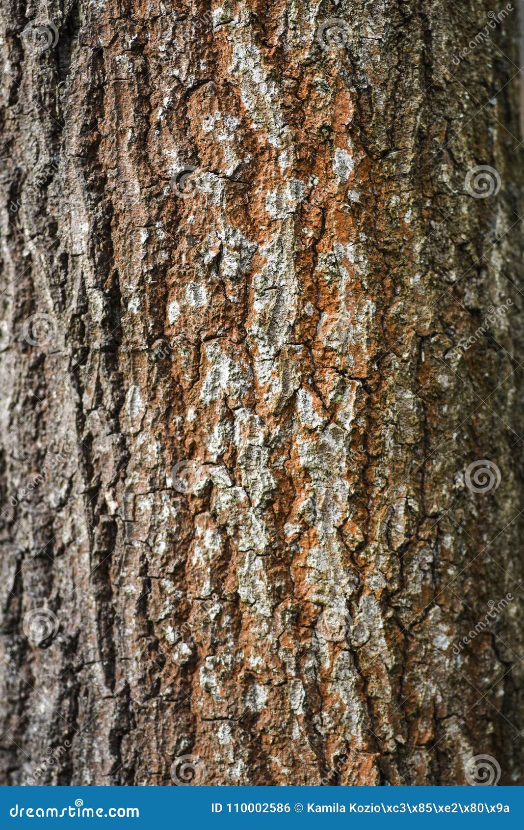 Texture of Bark on the Tree, Forest Landscape, Autumn Bark on Th Stock ...