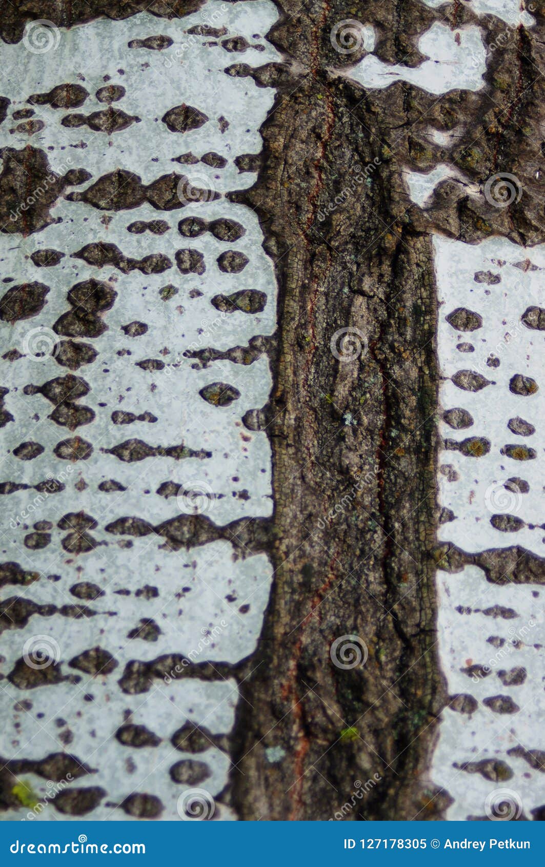 Texture of a Bark of a Tree of Light Color Stock Image - Image of dark ...