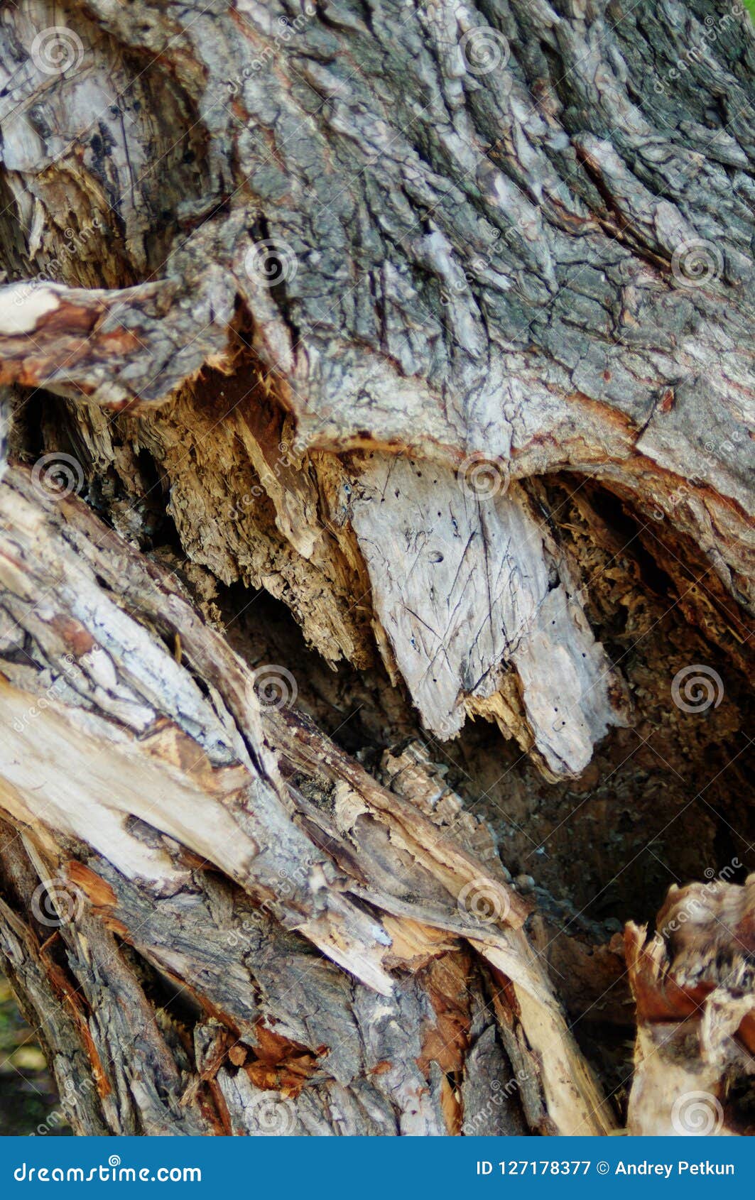 Texture of a Bark of a Tree of Light Color Stock Image - Image of light ...