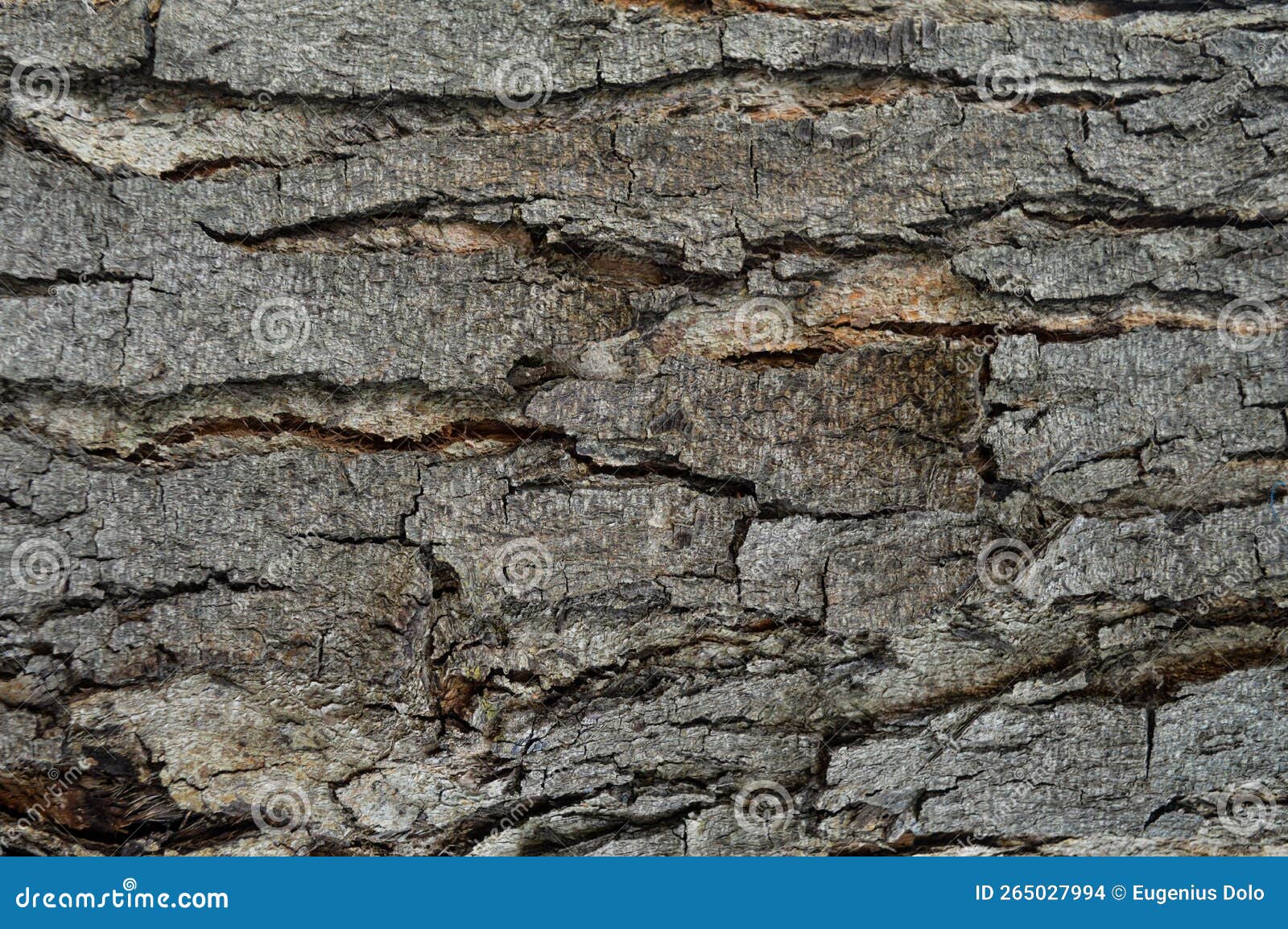 Texture of Bark Tree with Long Life Stan Stock Photo - Image of texture ...