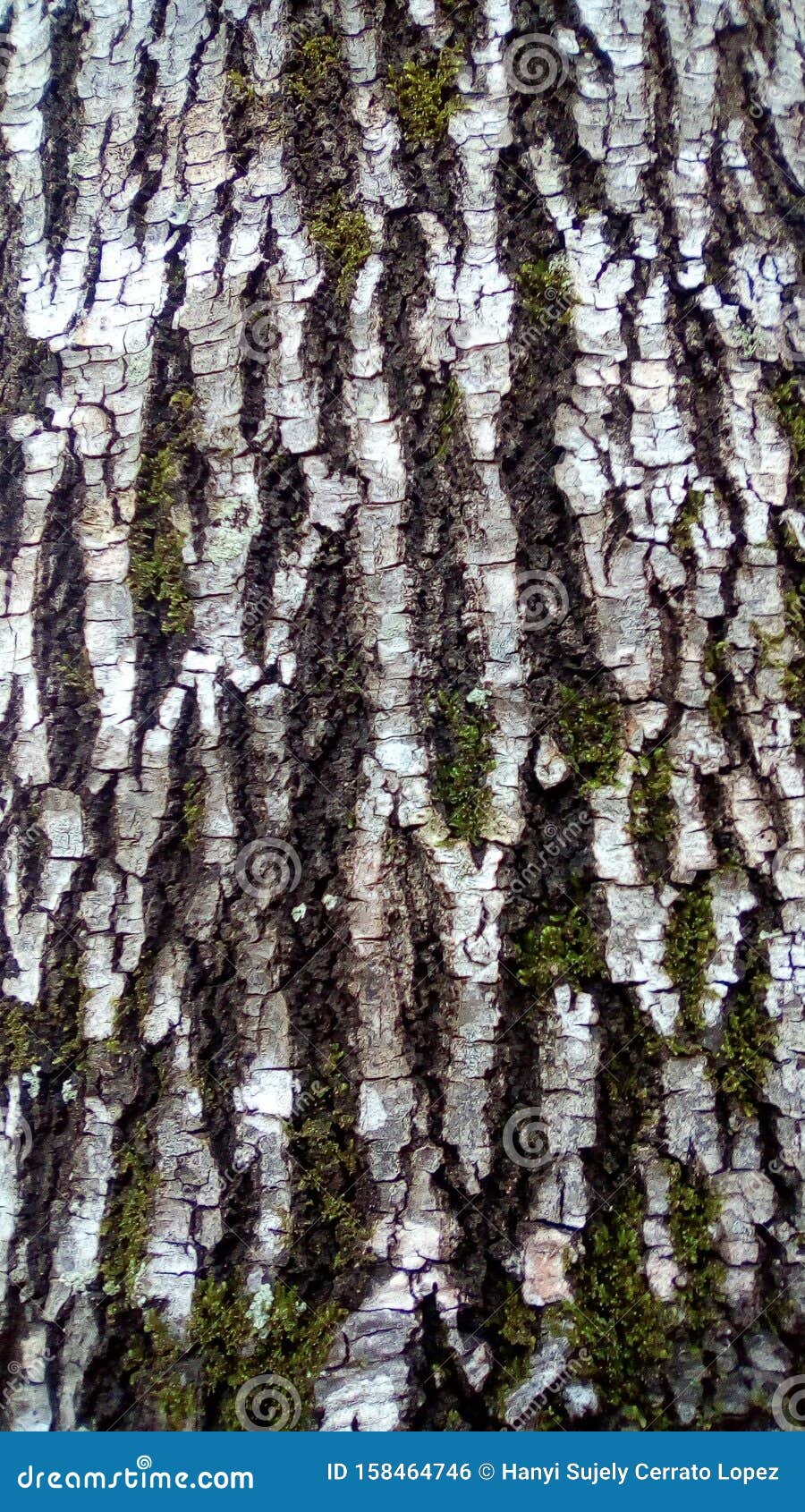 Texture of a Moldy Tree Bark Stock Photo - Image of nature, bark: 158464746