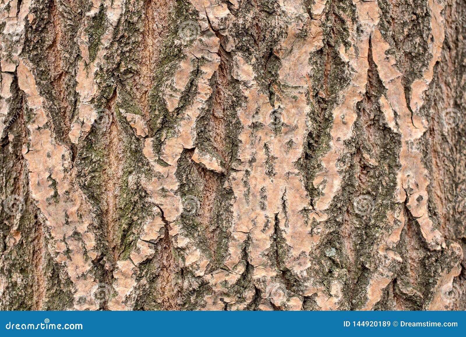 The Texture of the Bark of a Tree Trunk Stock Image - Image of texture ...