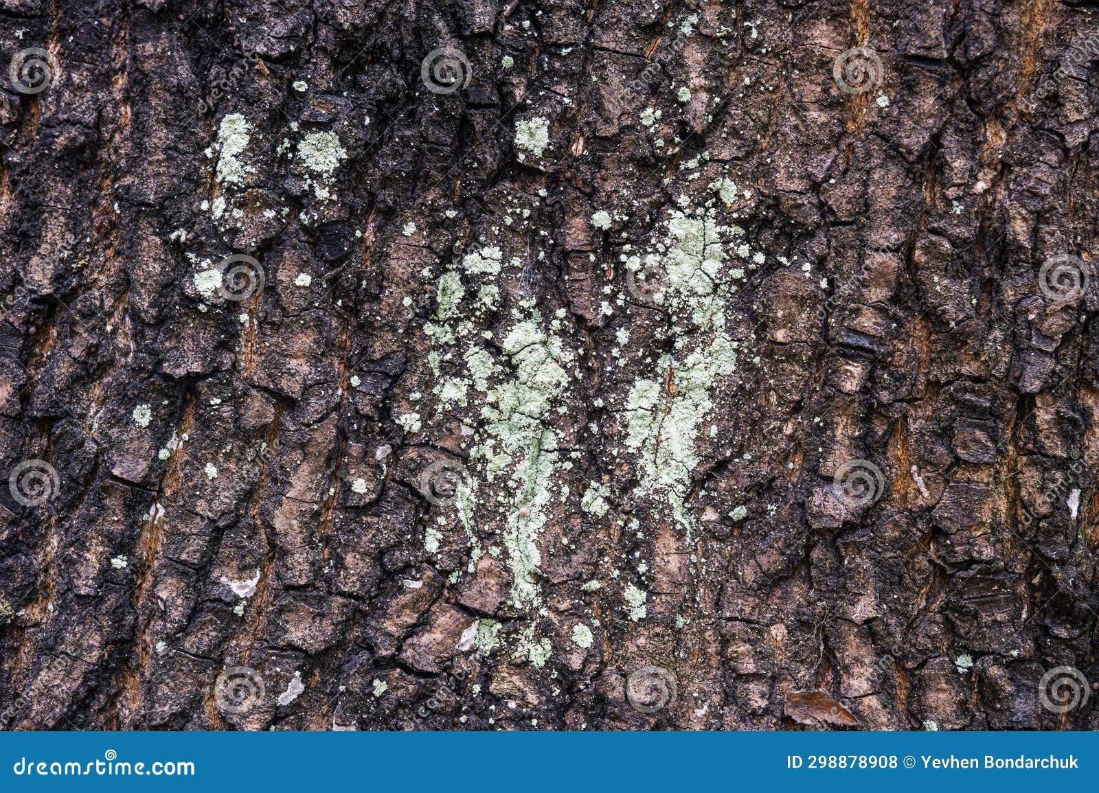 The Texture of the Bark of a Tree on Which Mold Grows in Places Stock ...