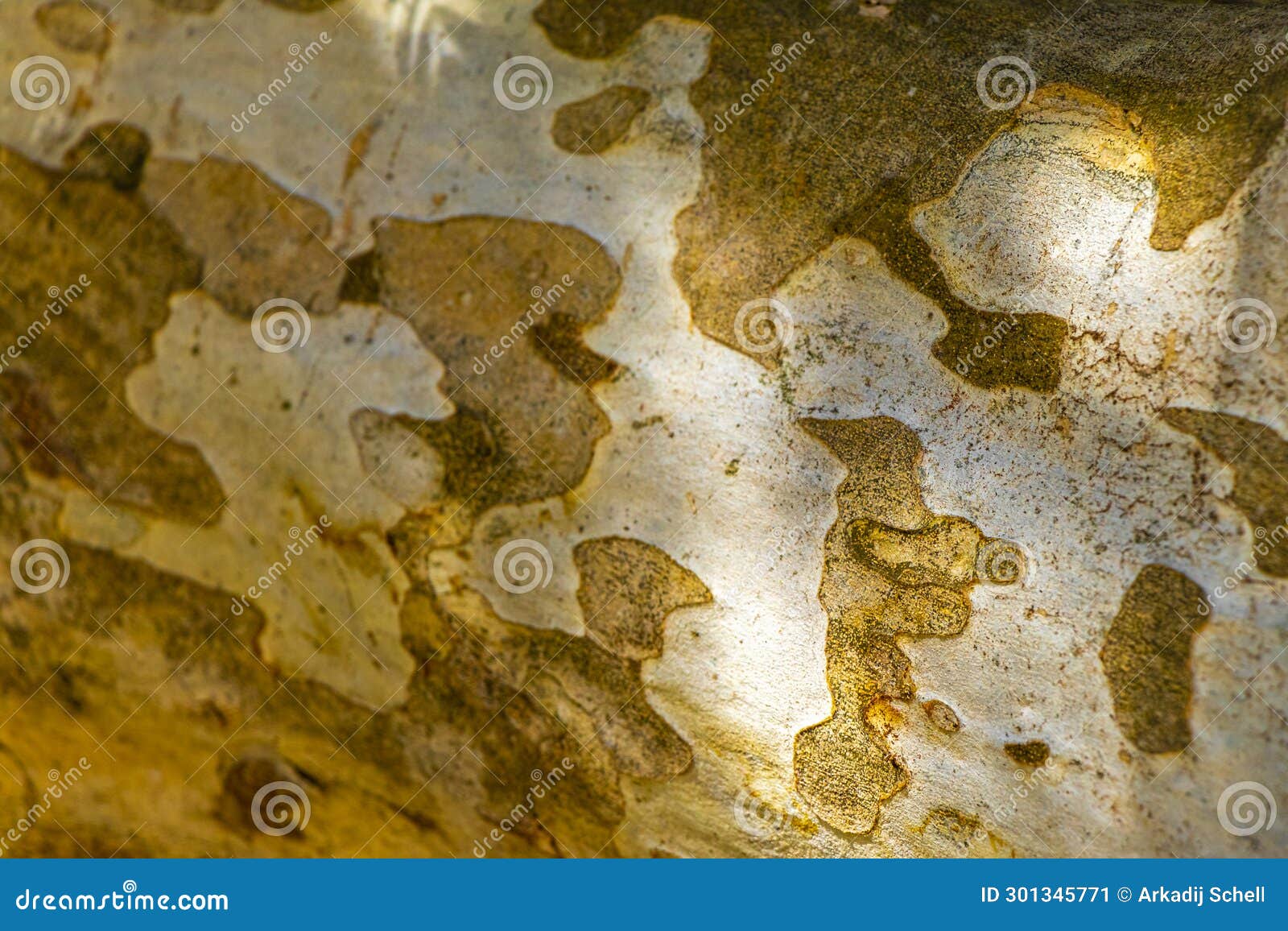 Texture of the Bark of a Tropical Tree Jungle Mexico Stock Image ...