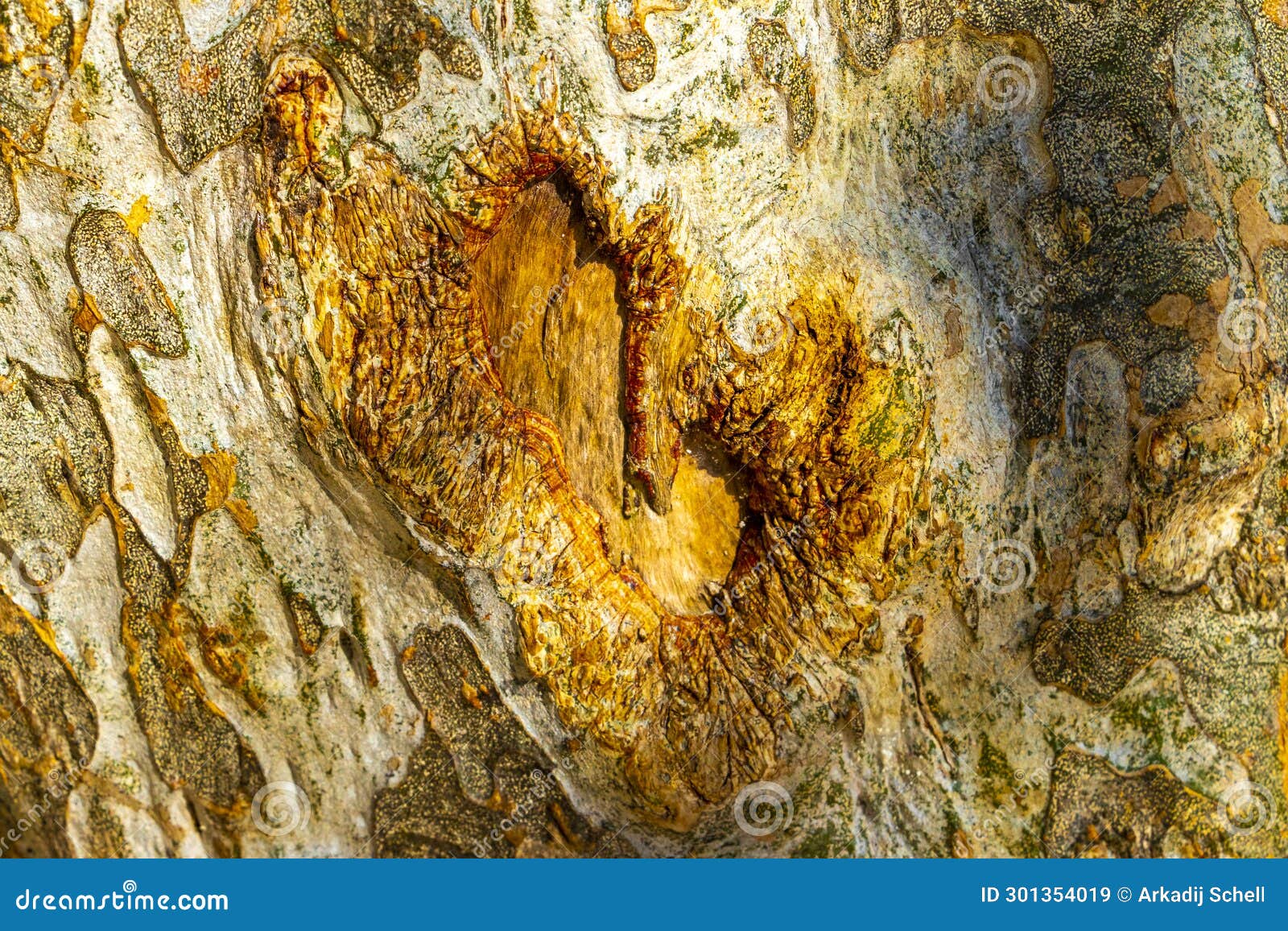 Texture of the Bark of a Tropical Tree Jungle Mexico Stock Image ...
