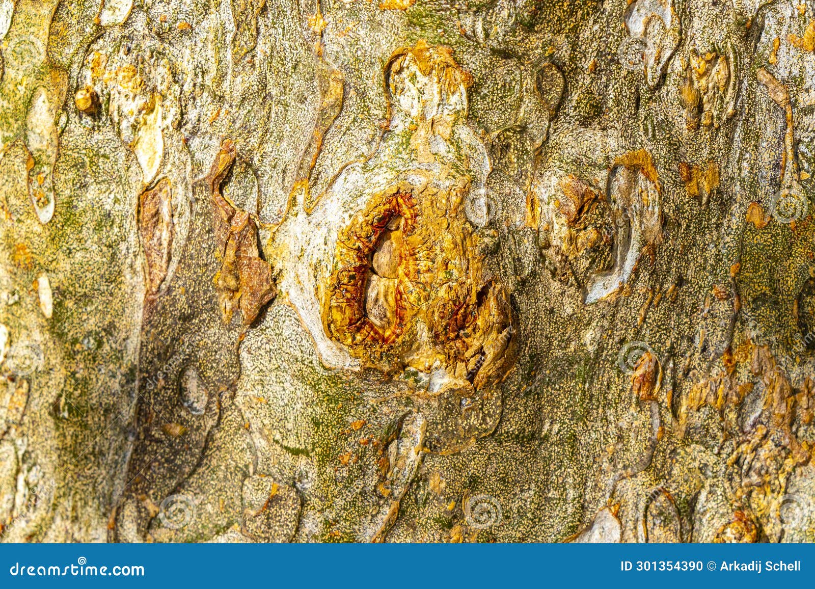 Texture of the Bark of a Tropical Tree Jungle Mexico Stock Photo ...