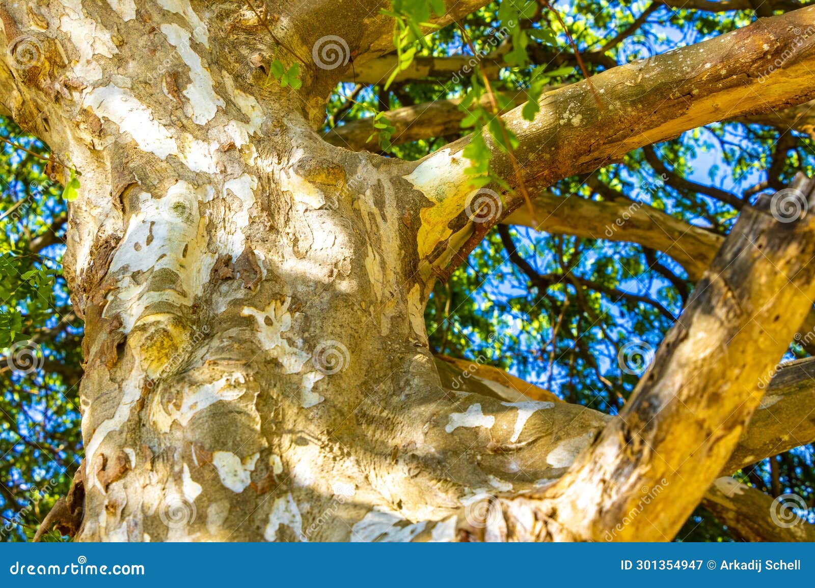 Texture of the Bark of a Tropical Tree Jungle Mexico Stock Image ...