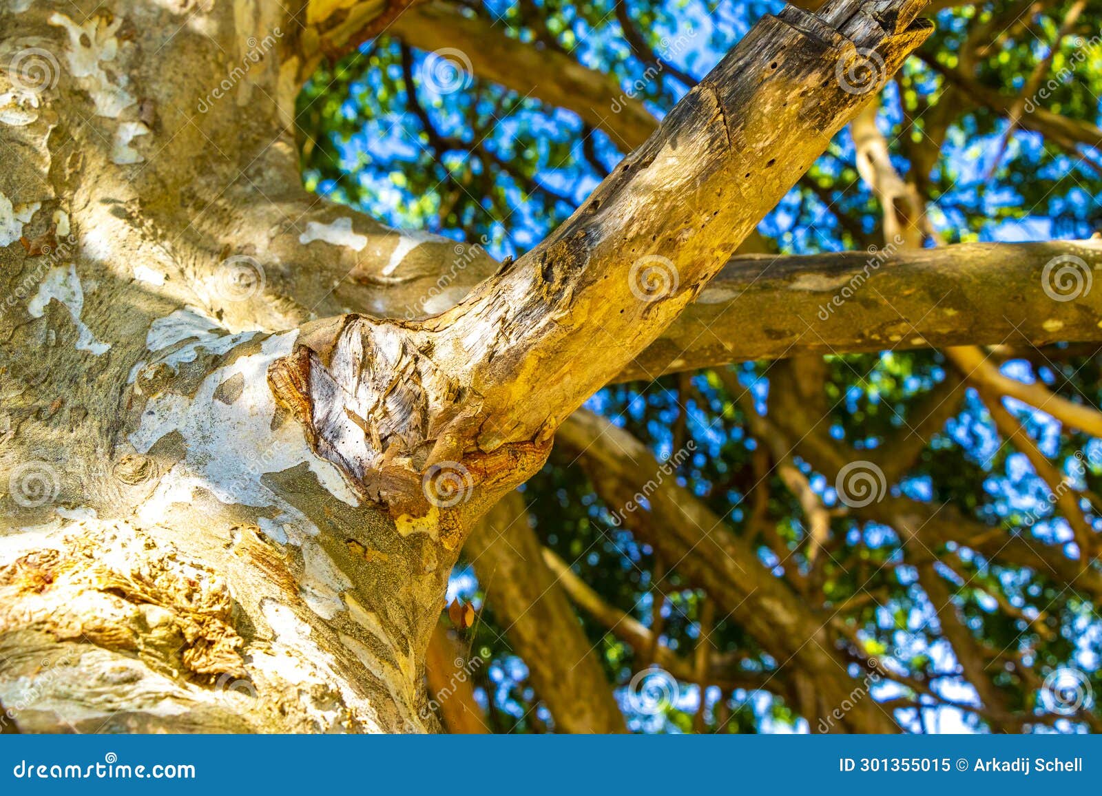 Texture of the Bark of a Tropical Tree Jungle Mexico Stock Image ...