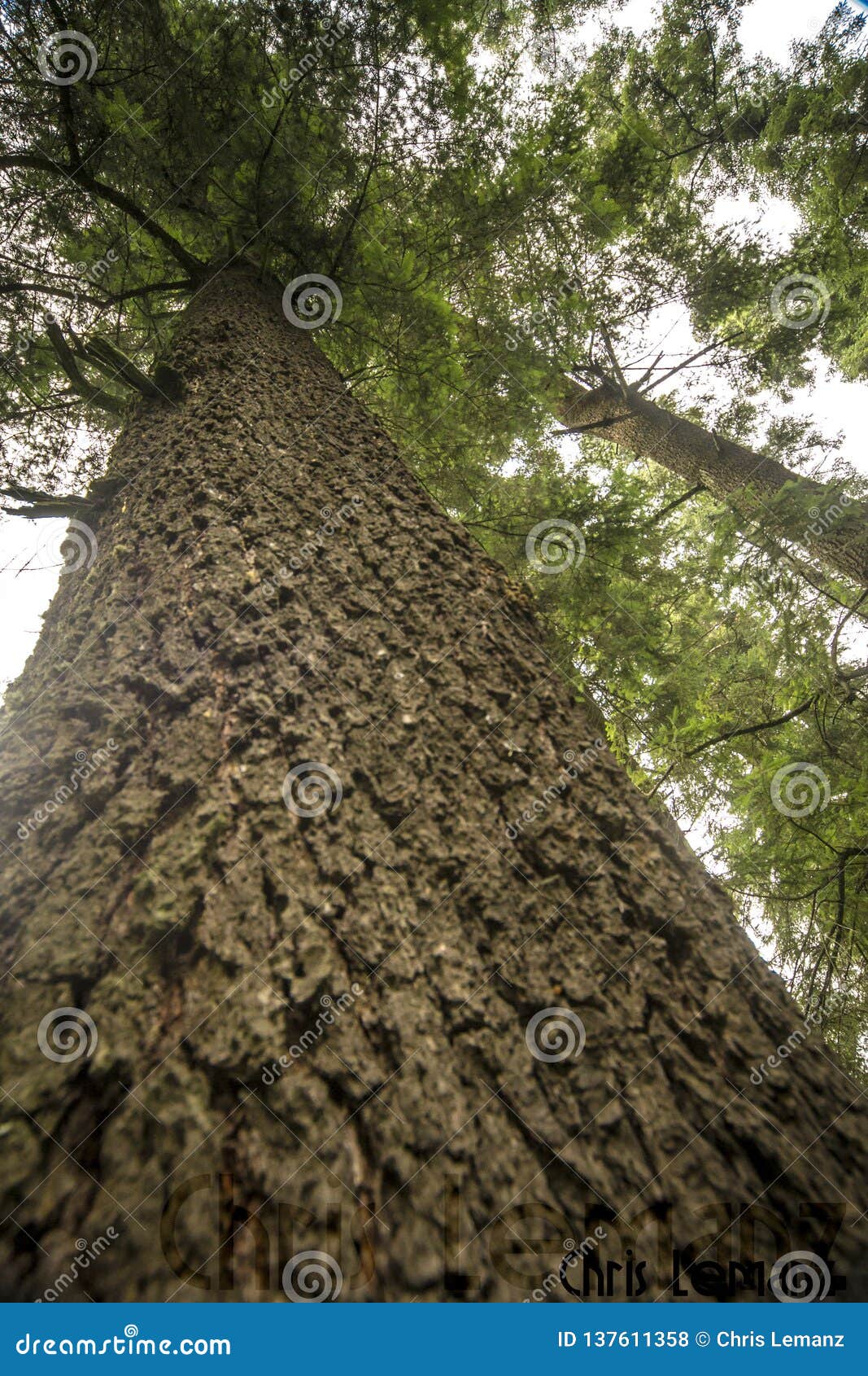 Bark Of Elm. Trunk Of Tree ,Seamless Tileable Background Texture Stock ...