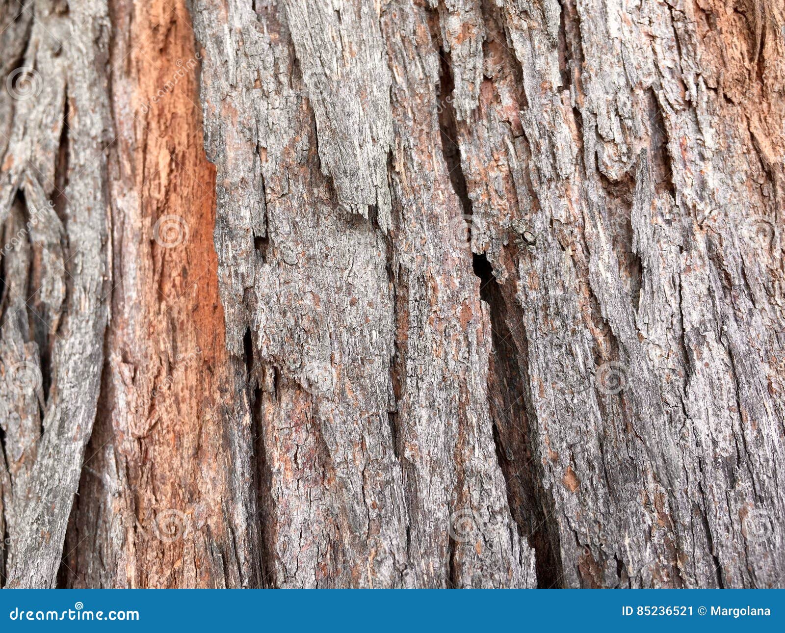 Bark Trunk Tropical Palm Embossed Golden Yellow Royalty-Free Stock ...