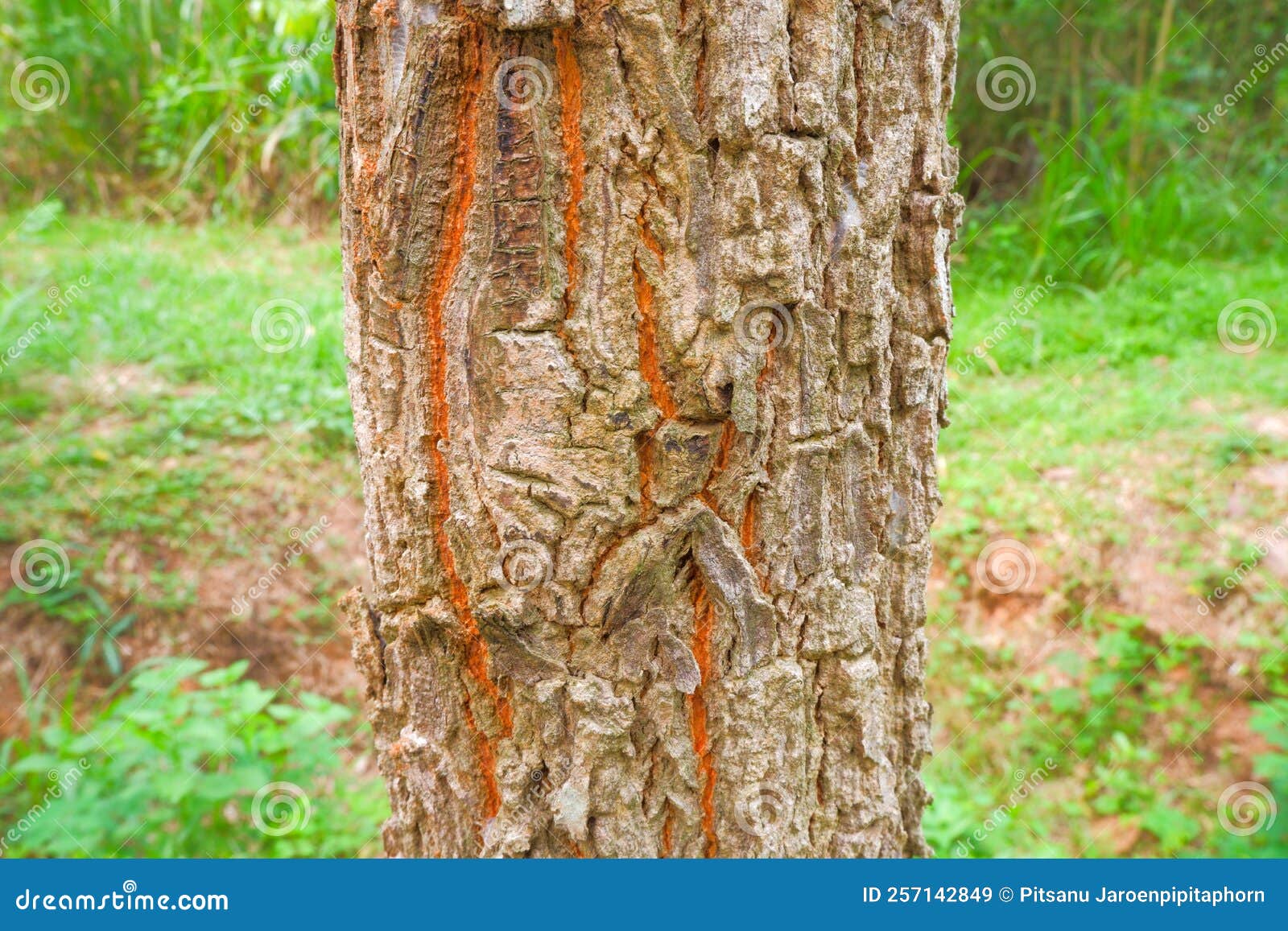Texture of the Bark at the Trunk of the Tree is Brown. Stock Image ...
