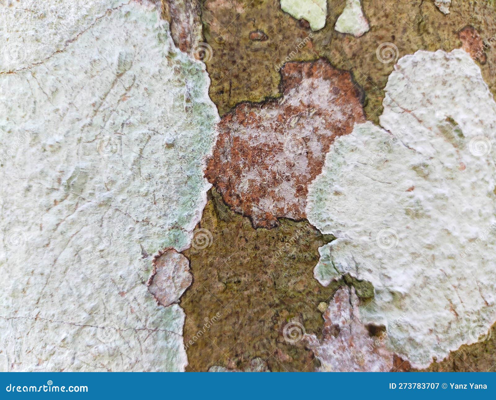 Texture of the Bark of a Wild Tree in the Forest with Various Colored ...