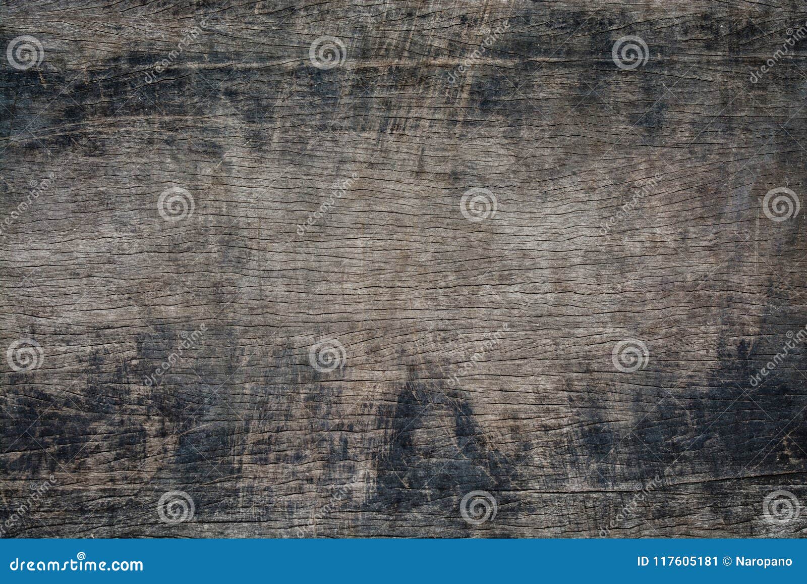 Bark Wood Texture Of Broadleaf Tree Asian Black Birch Betula Dahurica ...