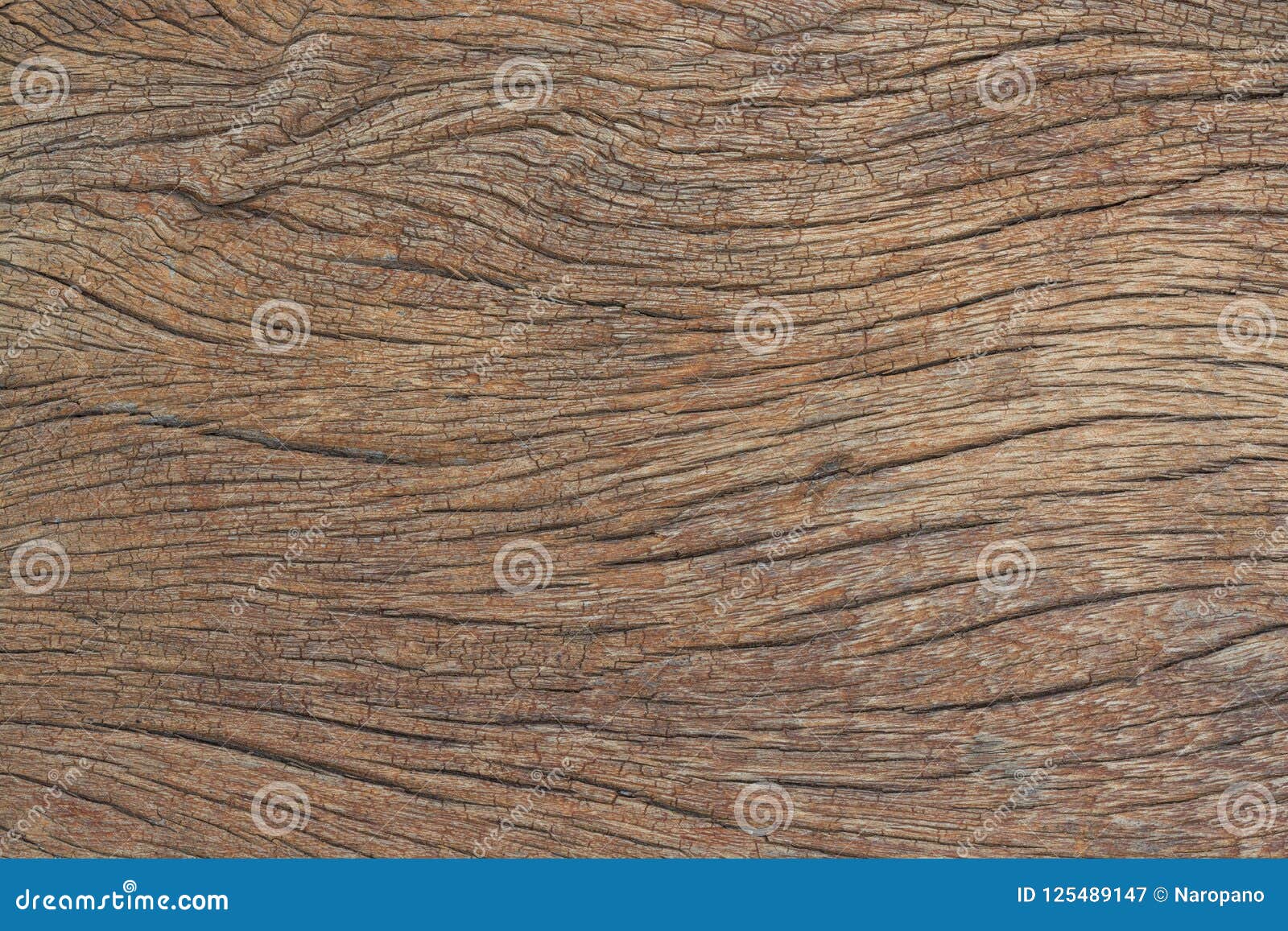 Texture of Bark, Wood Grain Background Stock Image - Image of light ...