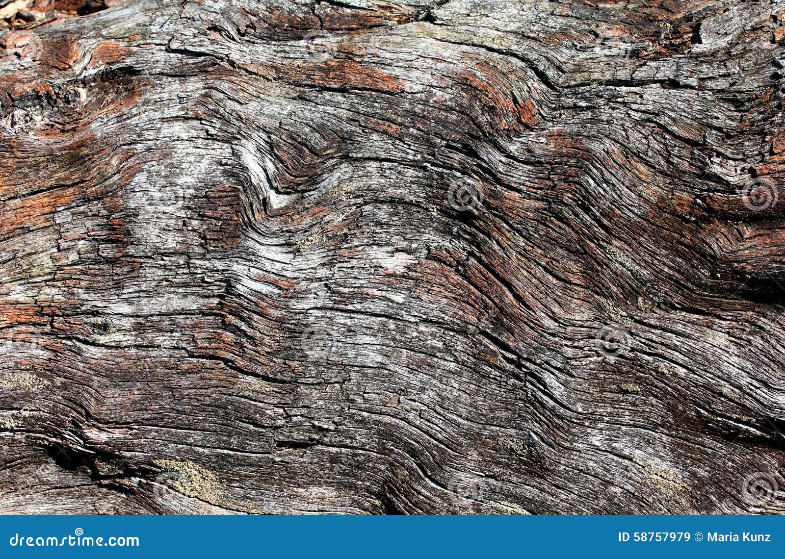 Texture of Bark Wood Use As Natural Background Stock Image - Image of ...