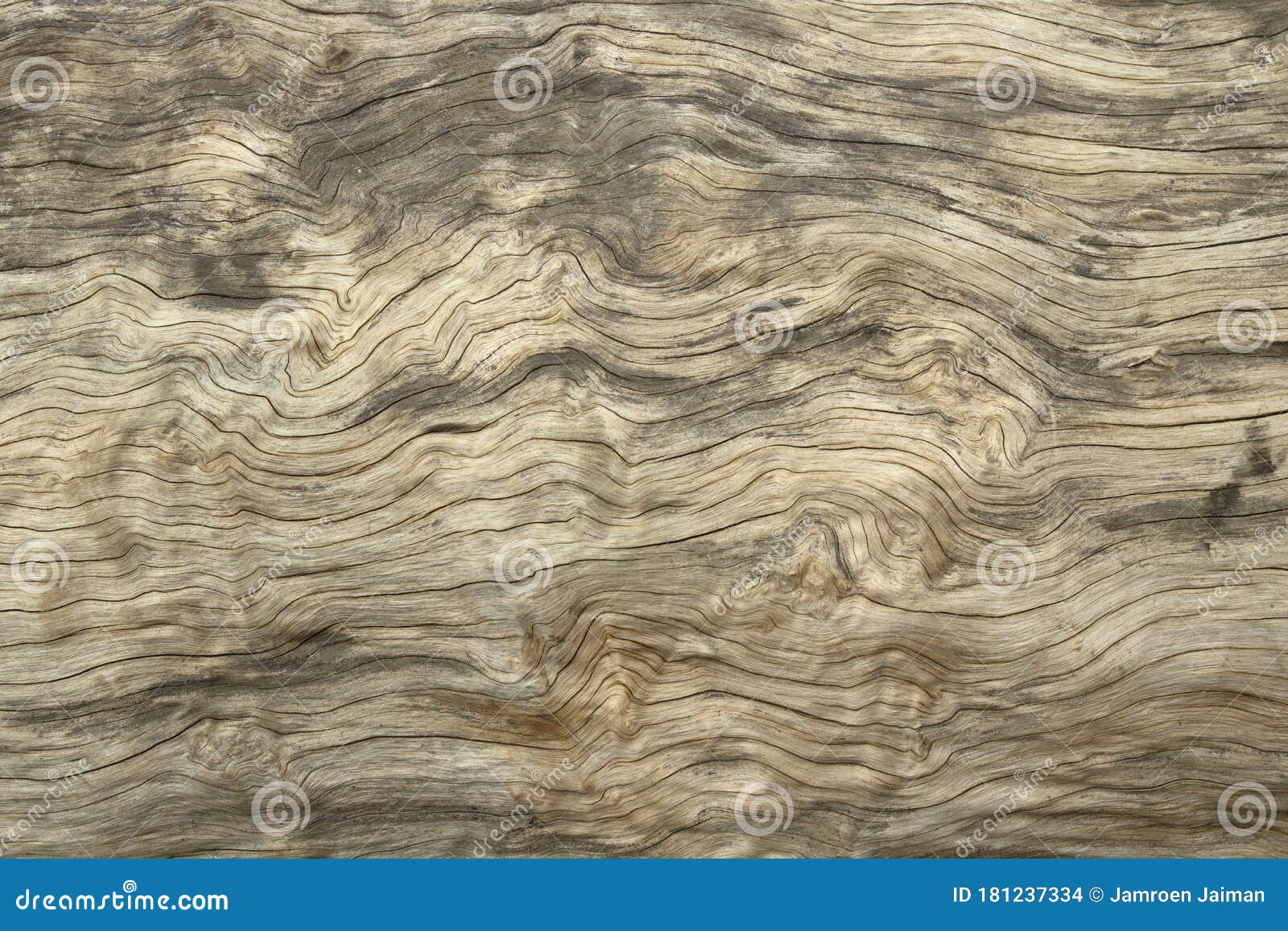 Texture of Bark Wood Use As Natural Background Stock Photo - Image of ...
