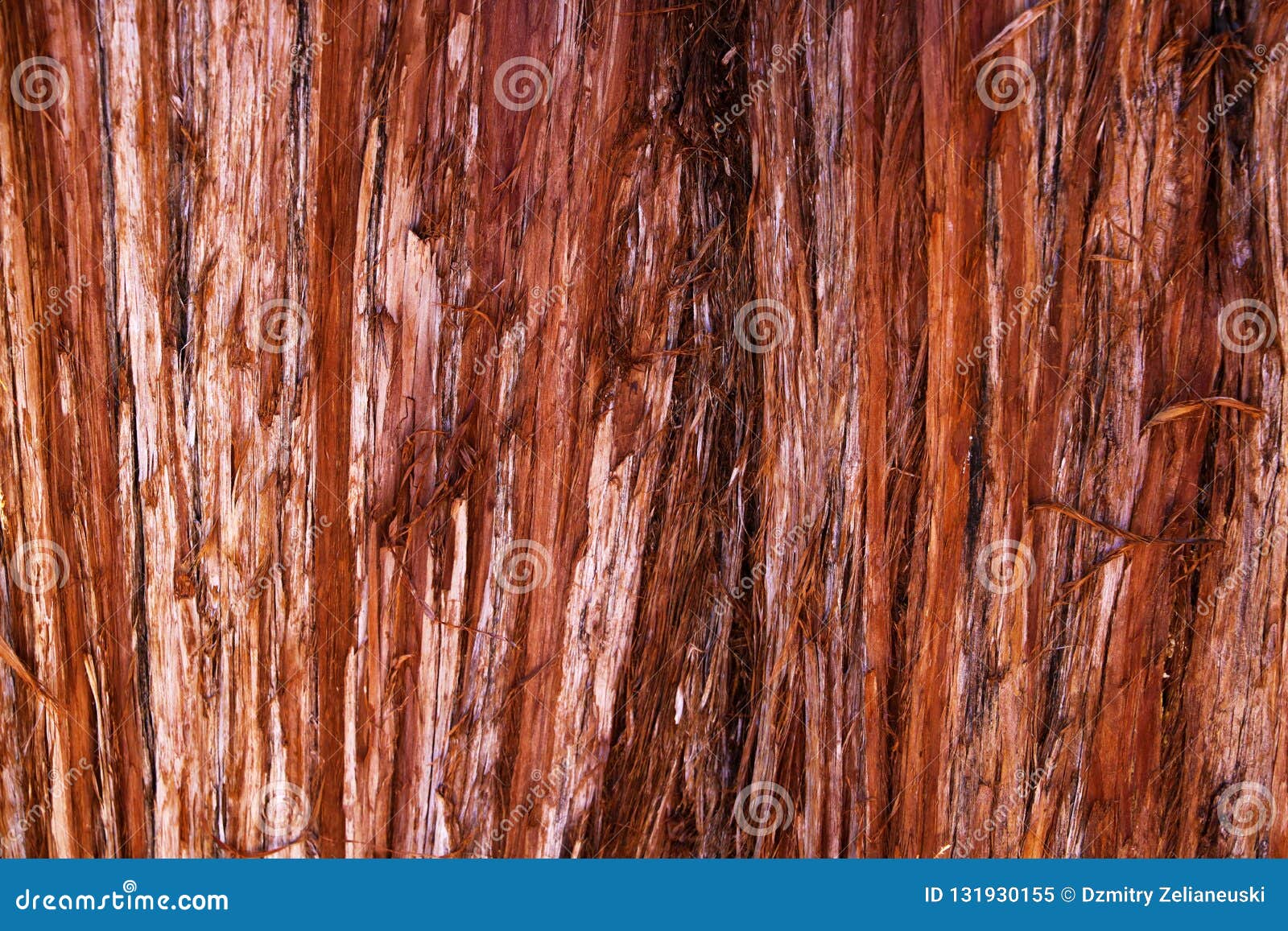 Redwood Bark Texture