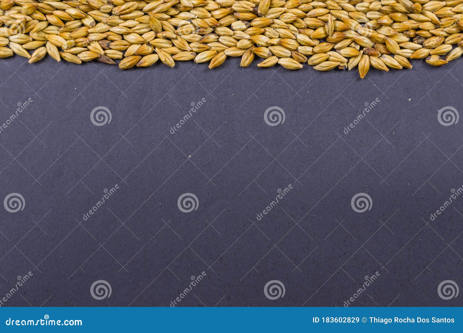 Texture with of Barley Malt for Beer, Pale Ale, Pilsen Stock Image ...