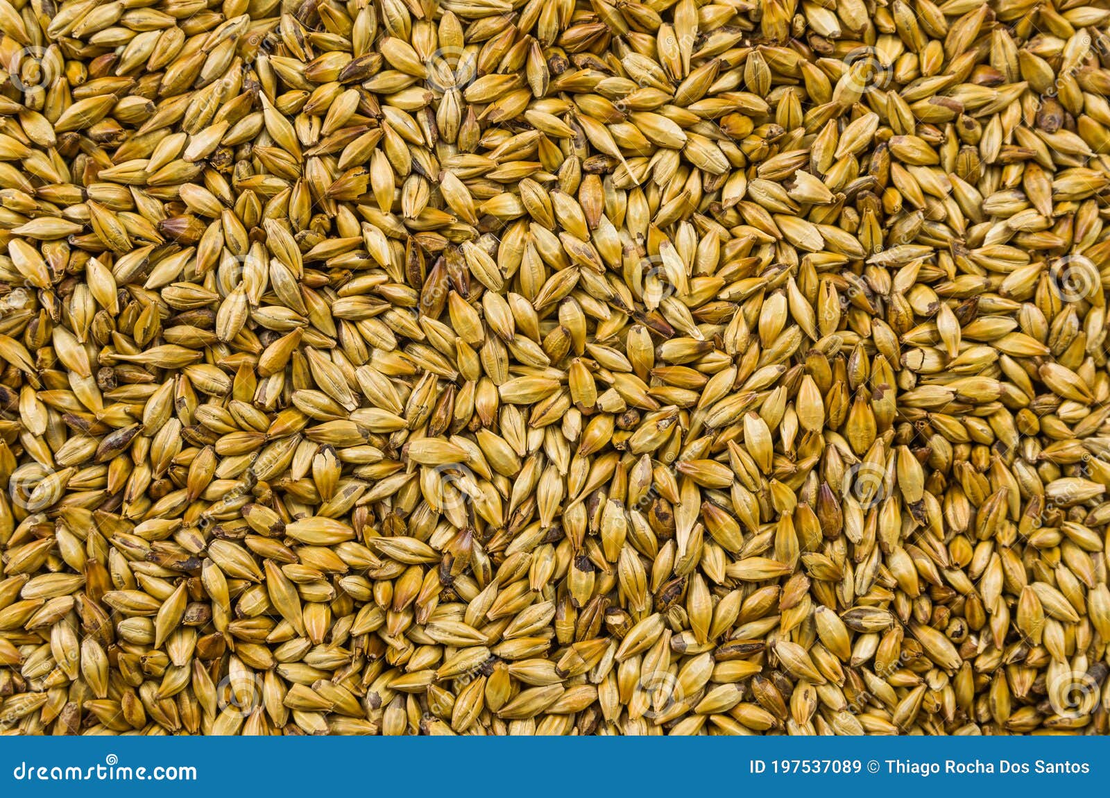 Texture with of Barley Malt for Beer, Pale Ale, Pilsen Stock Image ...