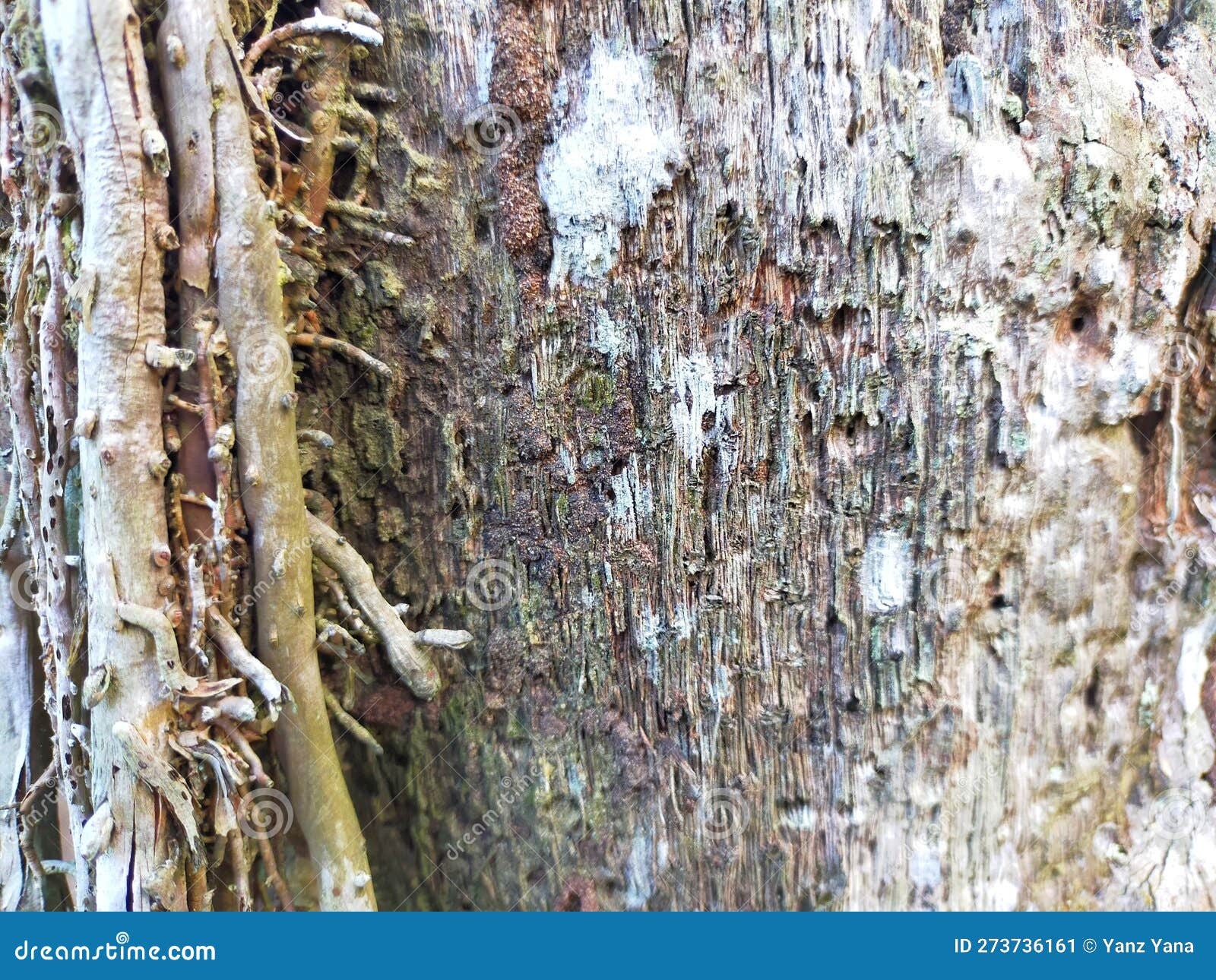 The Texture of the Base of a Coconut Tree that is Crooked and Porous ...