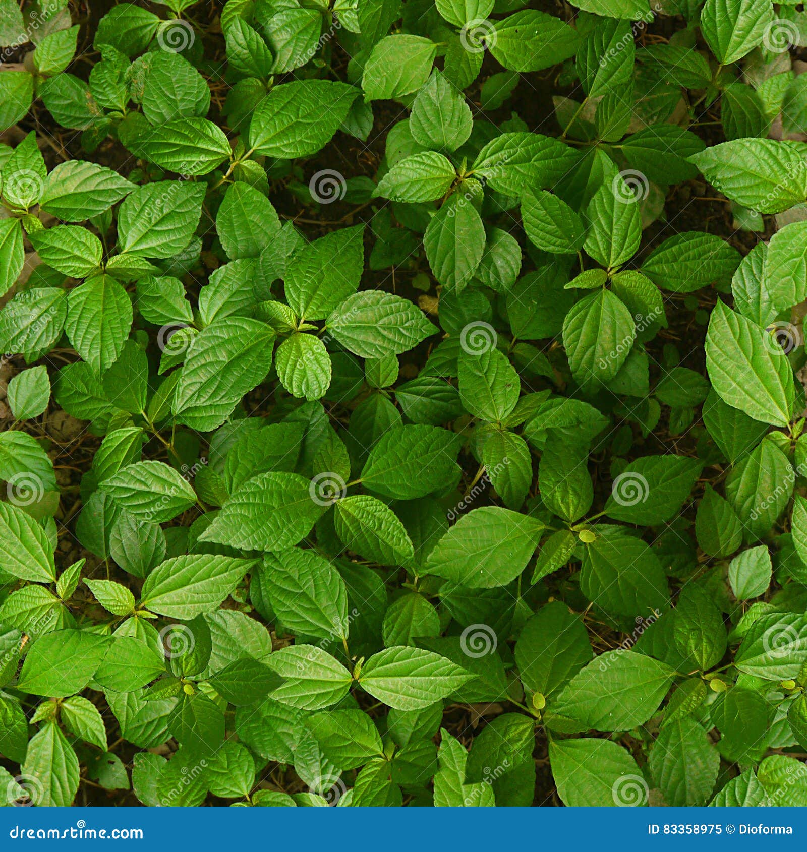 The texture of basil stock image. Image of grassy, decor - 83358975