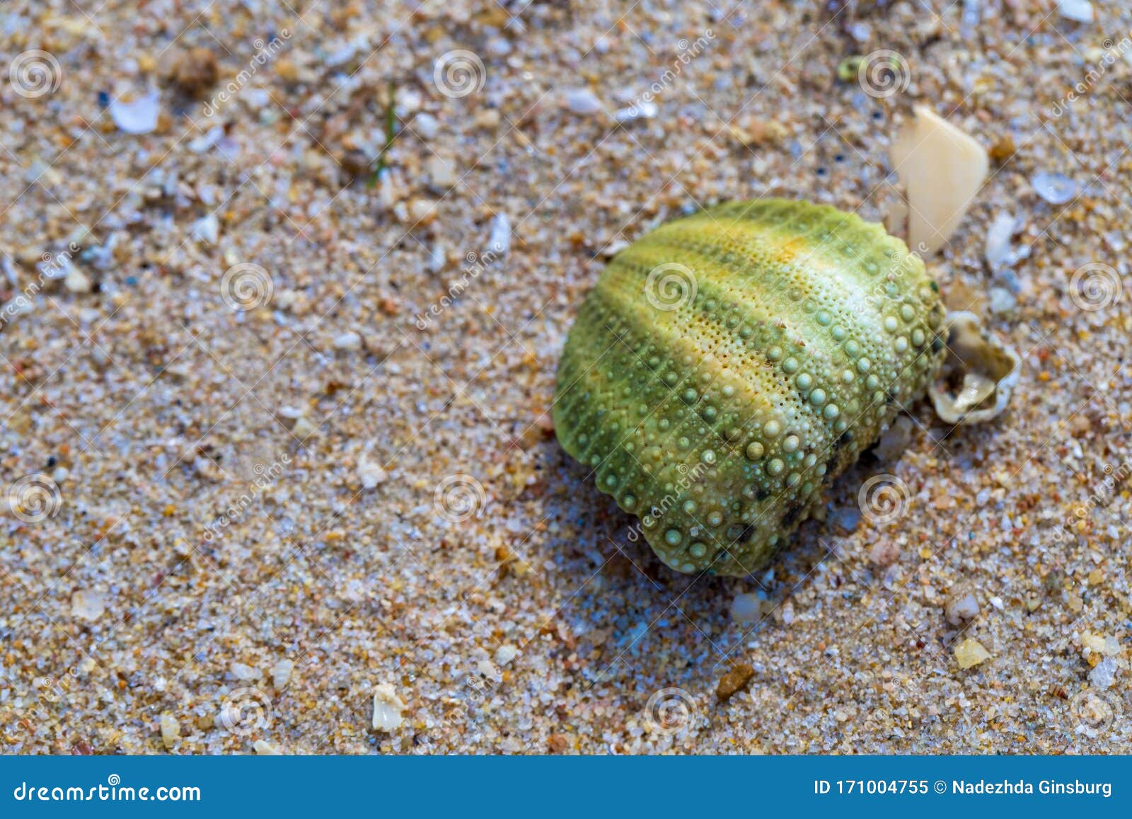 Texture of Beach Sand with Shells Stock Image - Image of coral, blue ...