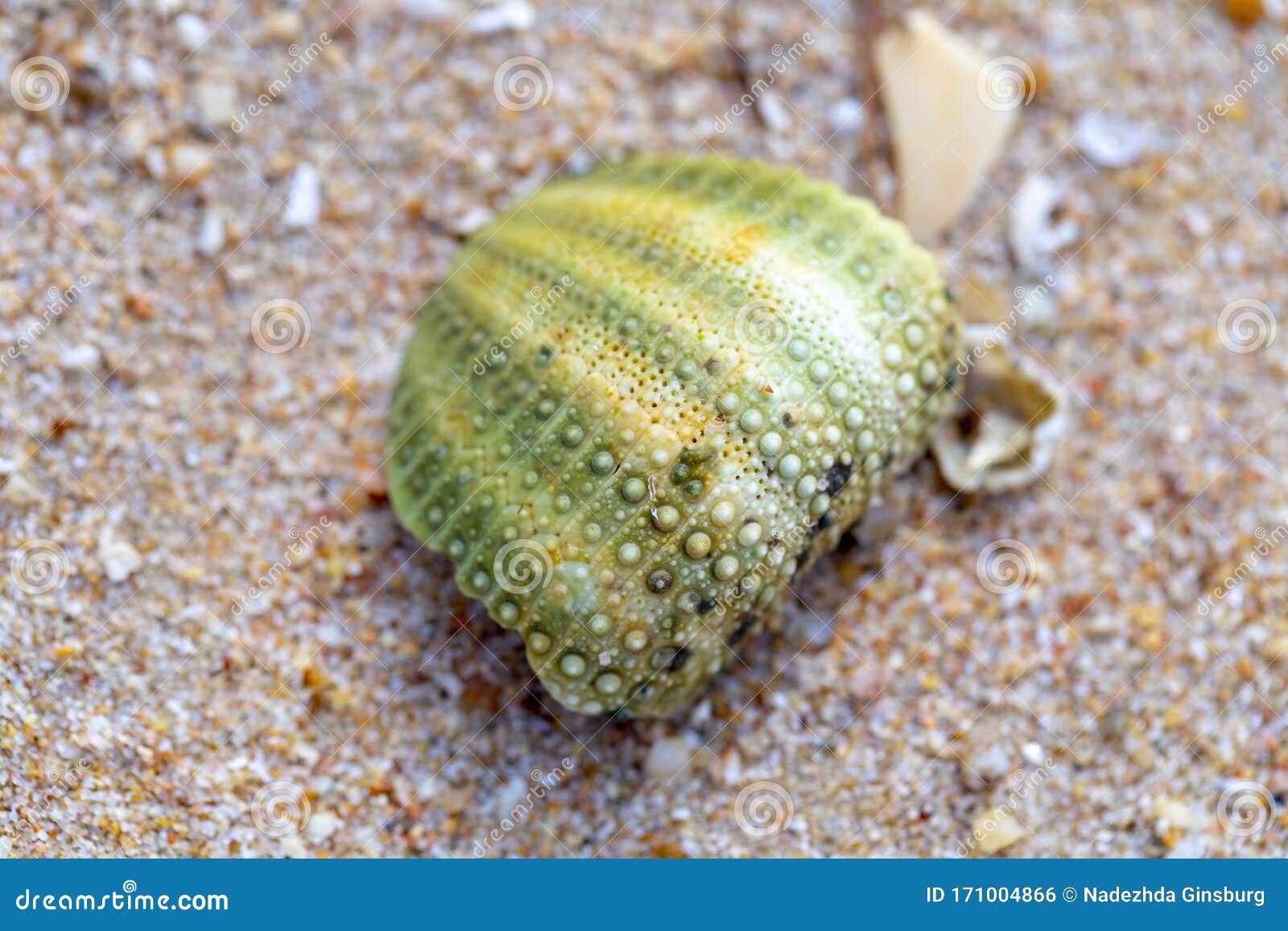 Texture of Beach Sand with Shells Stock Photo - Image of outdoor ...
