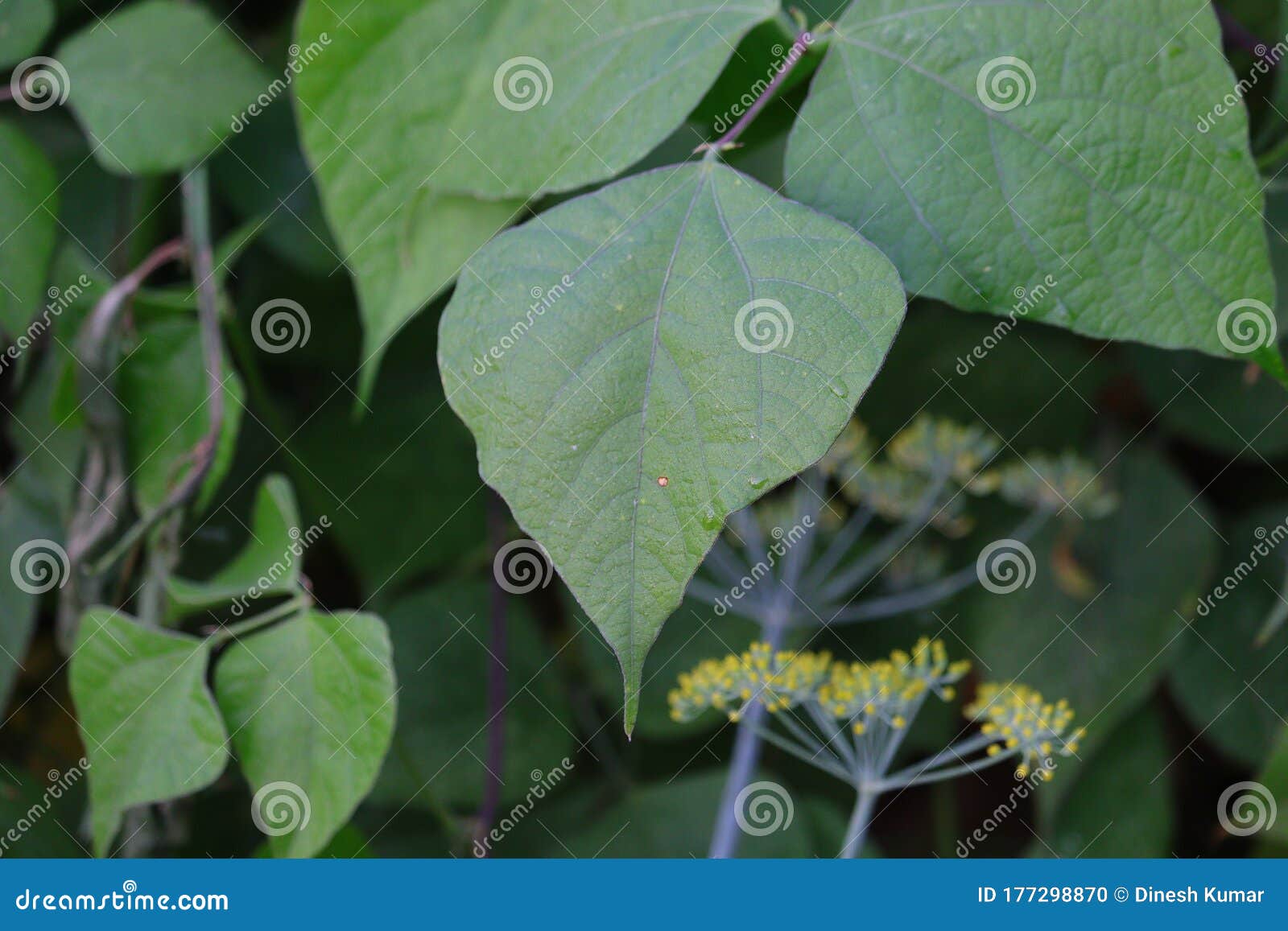 Leaf Front Side Of Peepal Tree, Ficus Religious From Fig Family Royalty ...