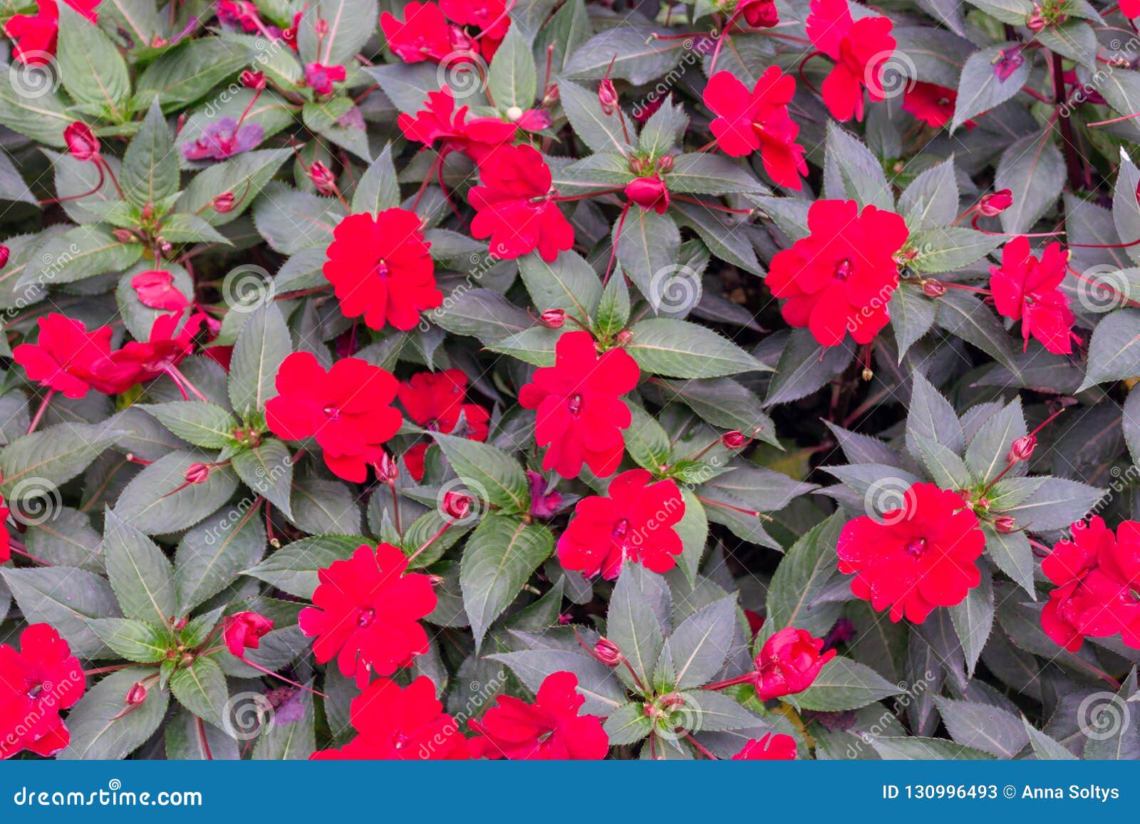 Texture of Medium Red Flowers Stock Image - Image of beauty, fashion ...