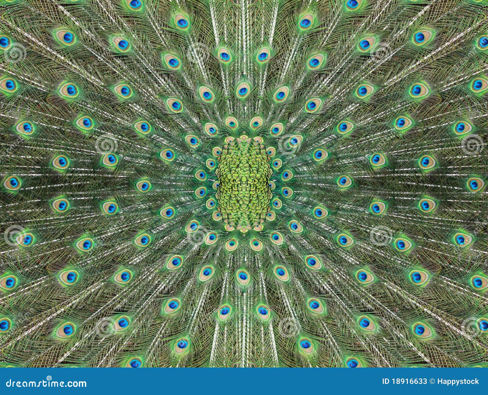 Texture of Beautiful Peacock Tail Stock Image - Image of beauty ...