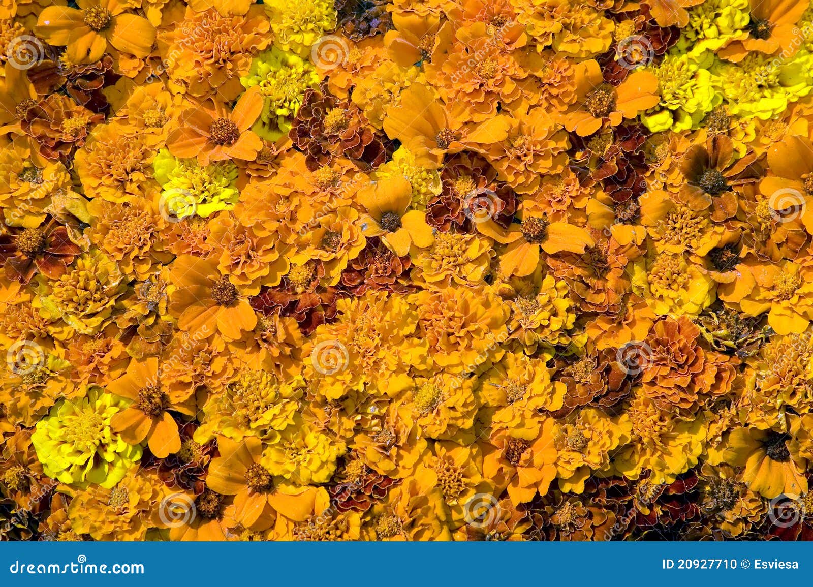 Texture of Beautiful Yellow and Orange Flowers Stock Photo - Image of ...