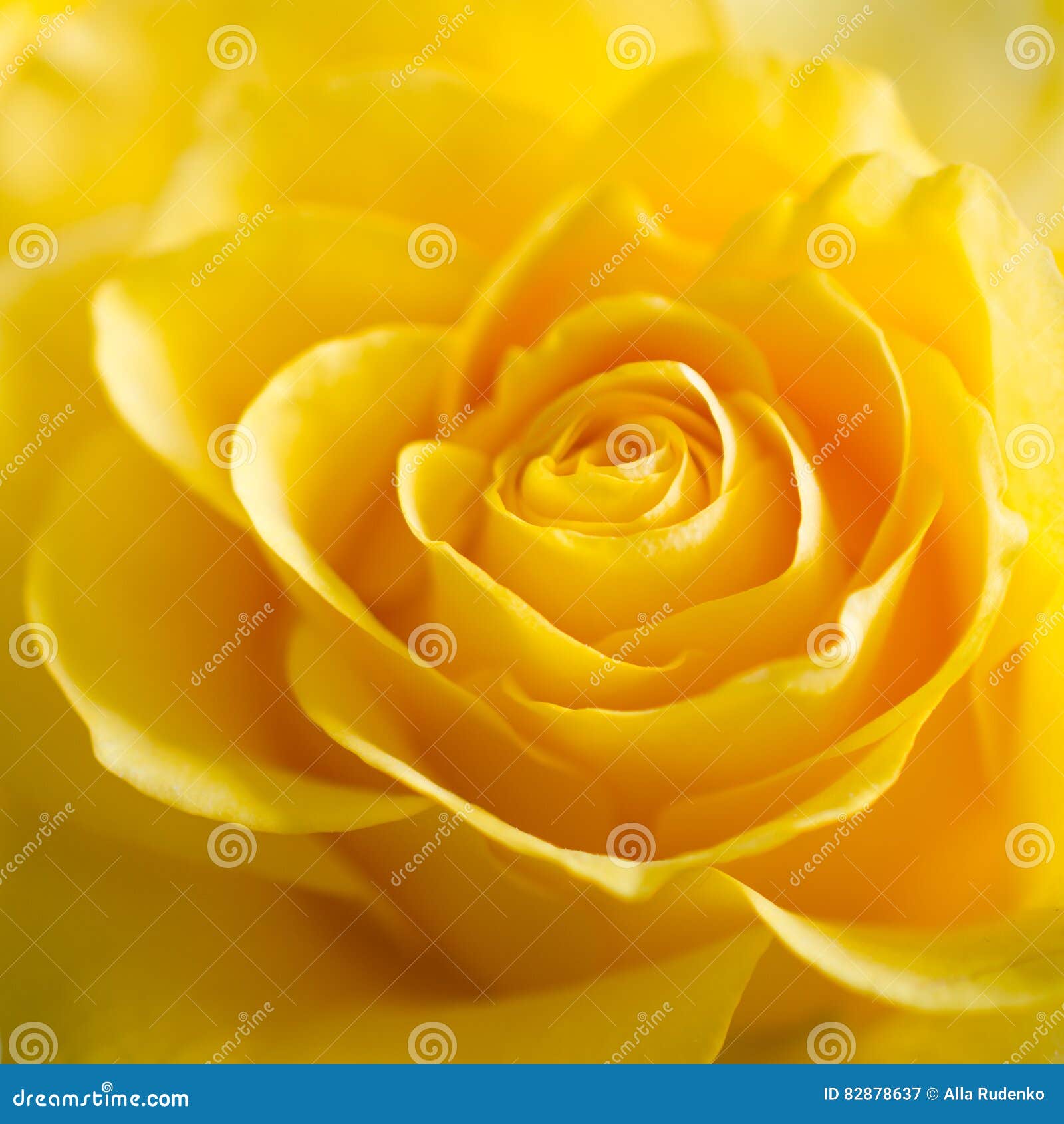 The Texture of Beautiful Yellow Rose Close Up. Stock Image - Image of ...