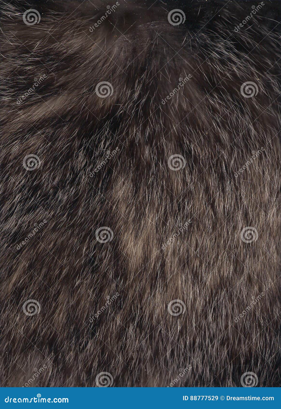 Texture beaver wool stock image. Image of plush, texture - 88777529