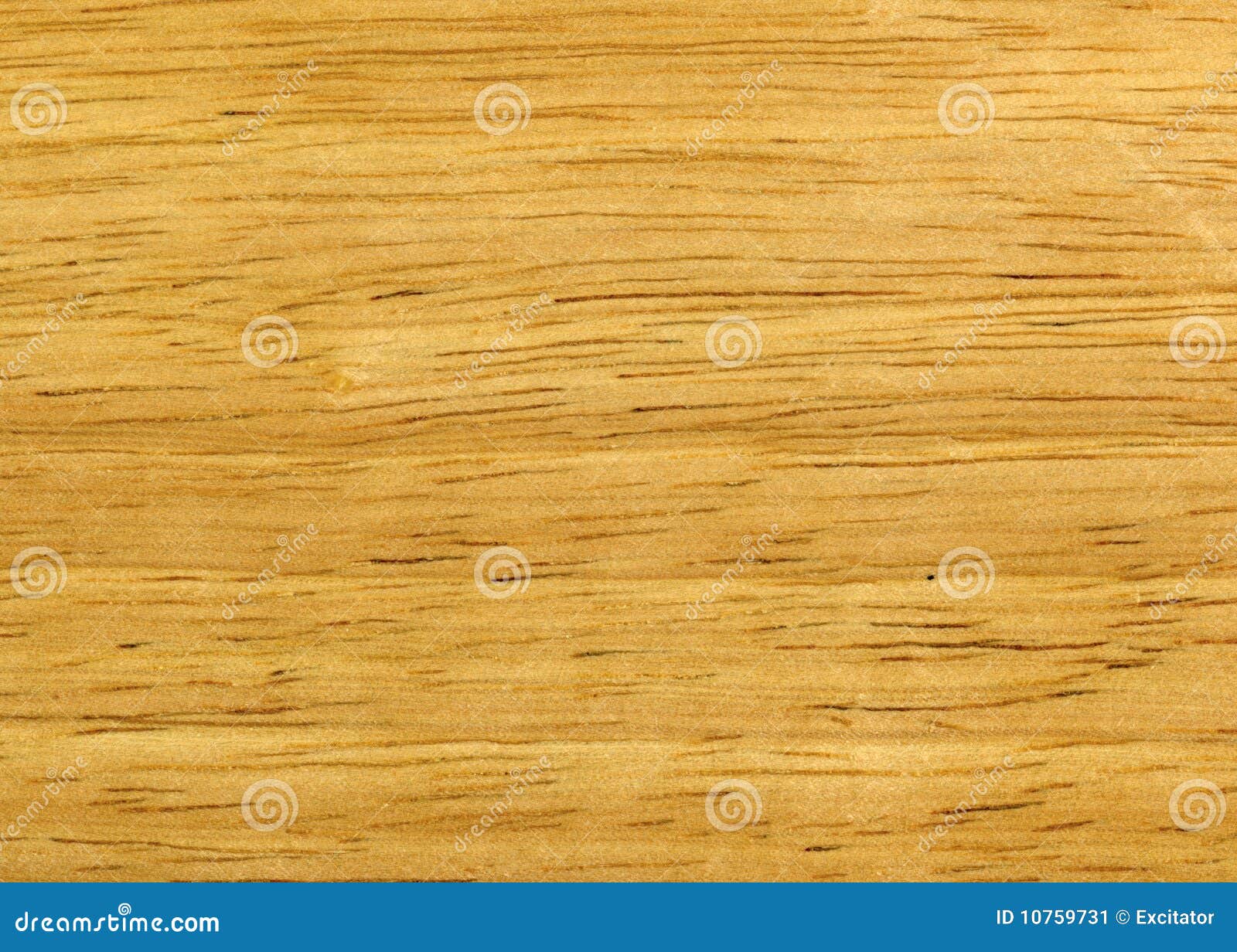 Texture of the beech stock image. Image of macro, wallpaper - 10759731