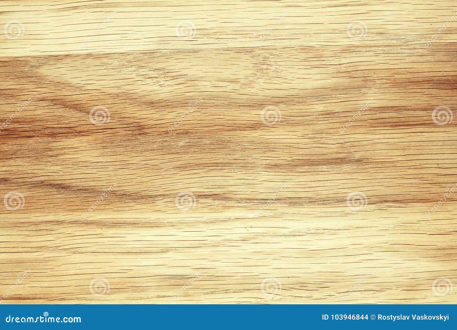 Beech tree texture stock photo. Image of closeup, hardwood - 103946844