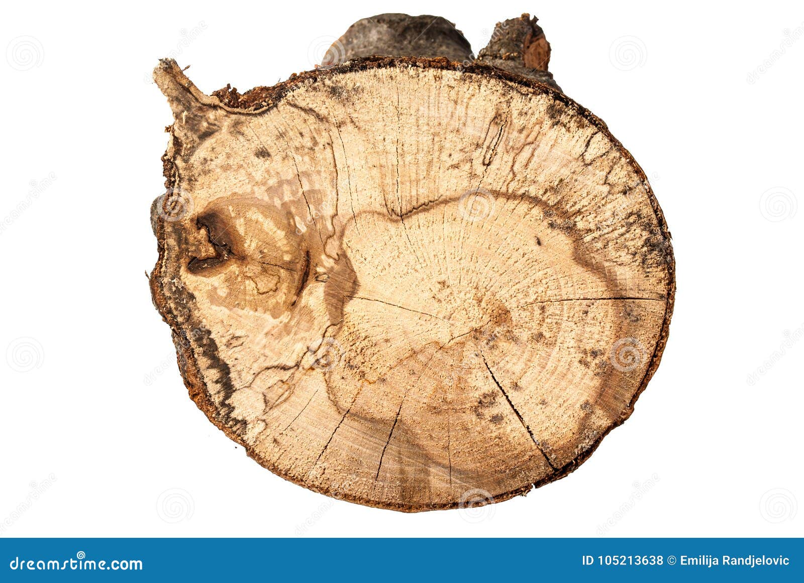 Texture of Beech Tree and Stump Isolated on White Background Stock ...