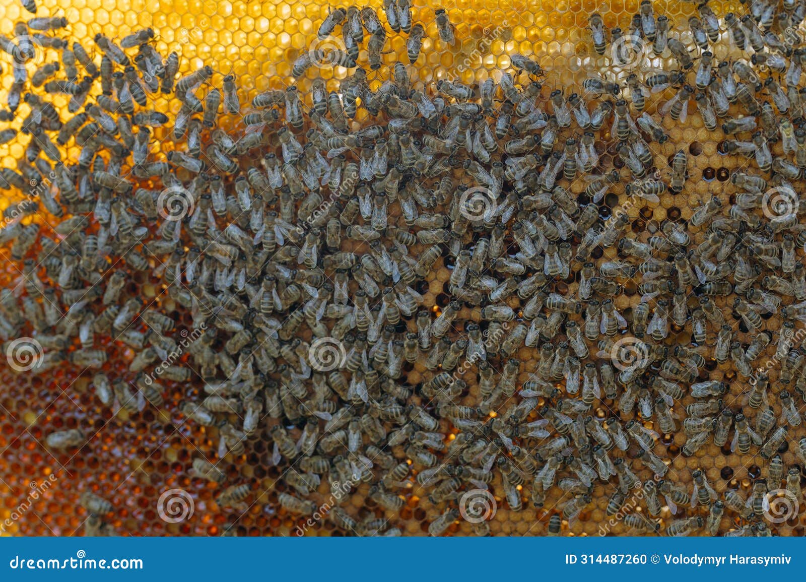 Closeup of Bees on Honeycomb in Apiary - Selective Focus Stock Photo ...
