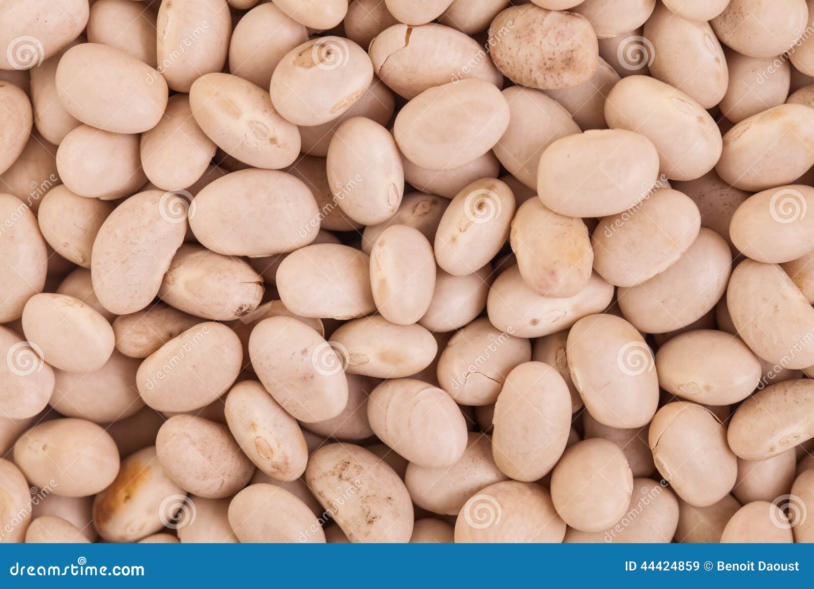 Texture of Beige Beans stock image. Image of grain, crop - 44424859