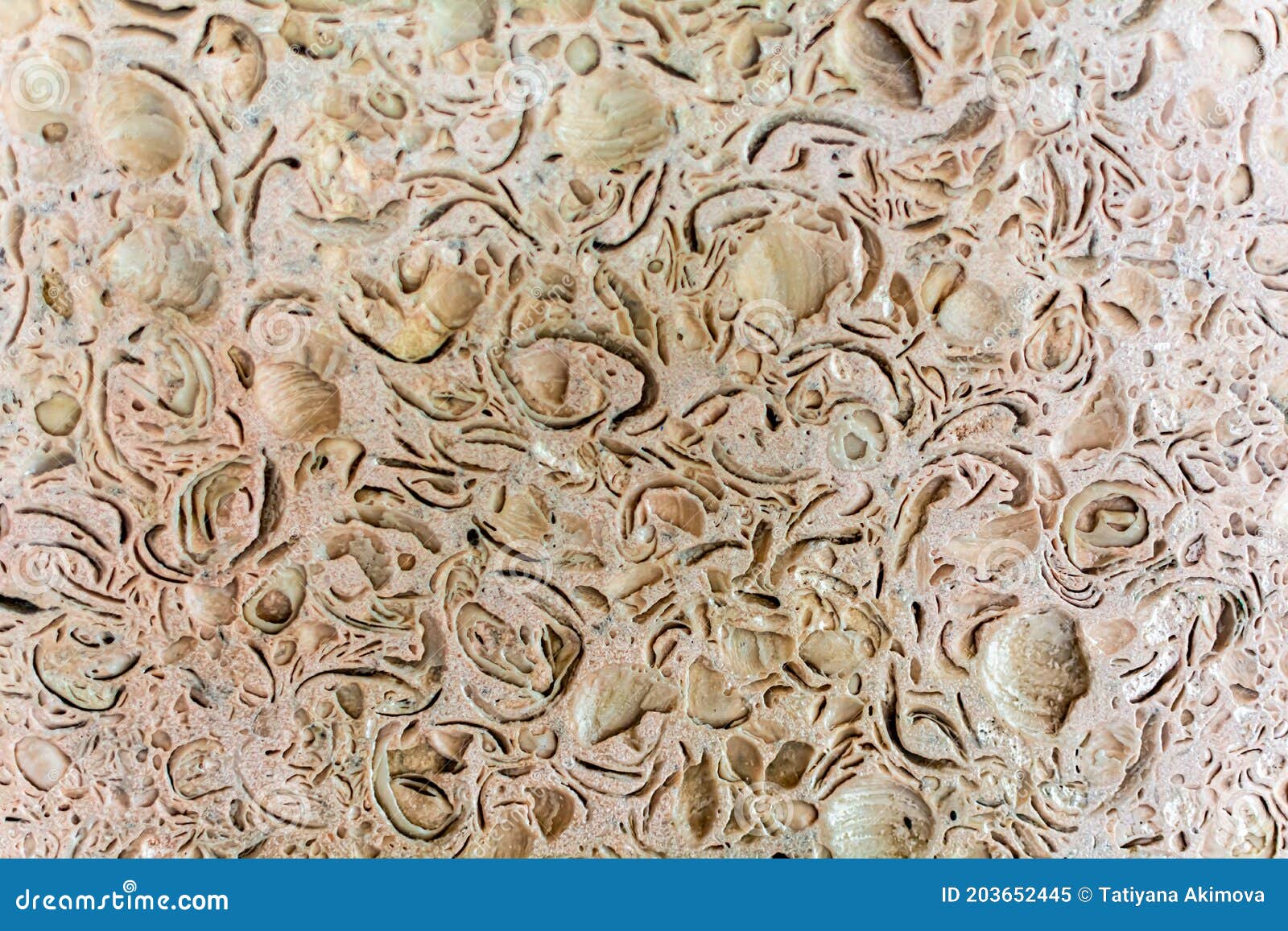 The Texture of the Beige Shell Limestone Close-up, As a Background ...