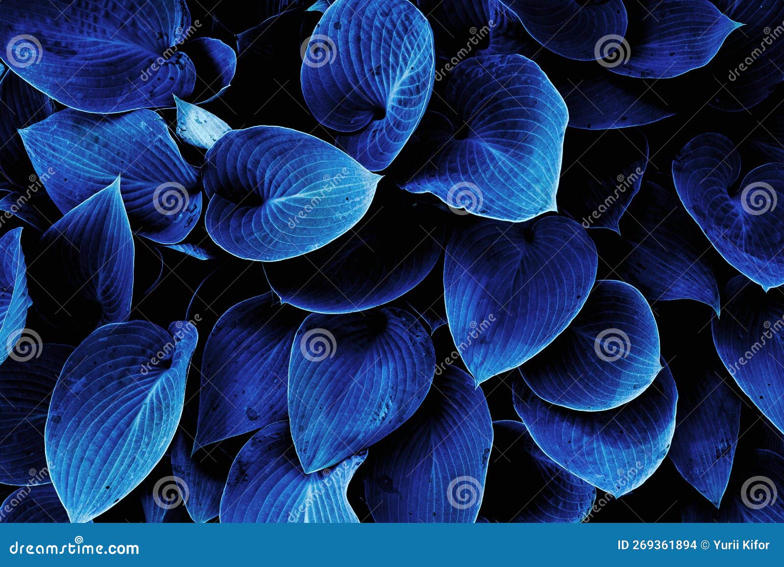 Texture of Big Blue Leaves. Plantain Stock Photo - Image of blue ...