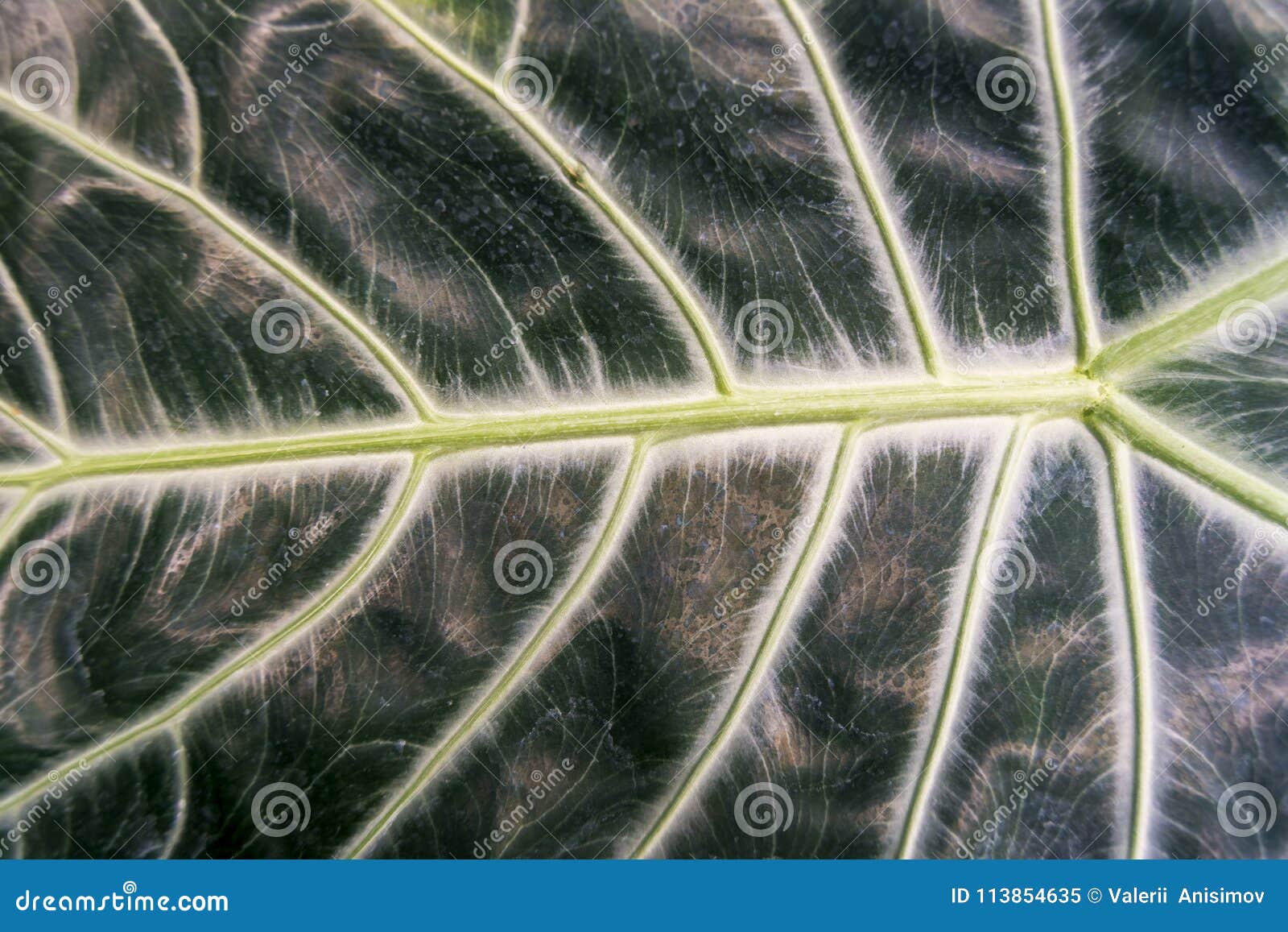Texture Big Leaf from a Tropical Plant Stock Image - Image of growth ...