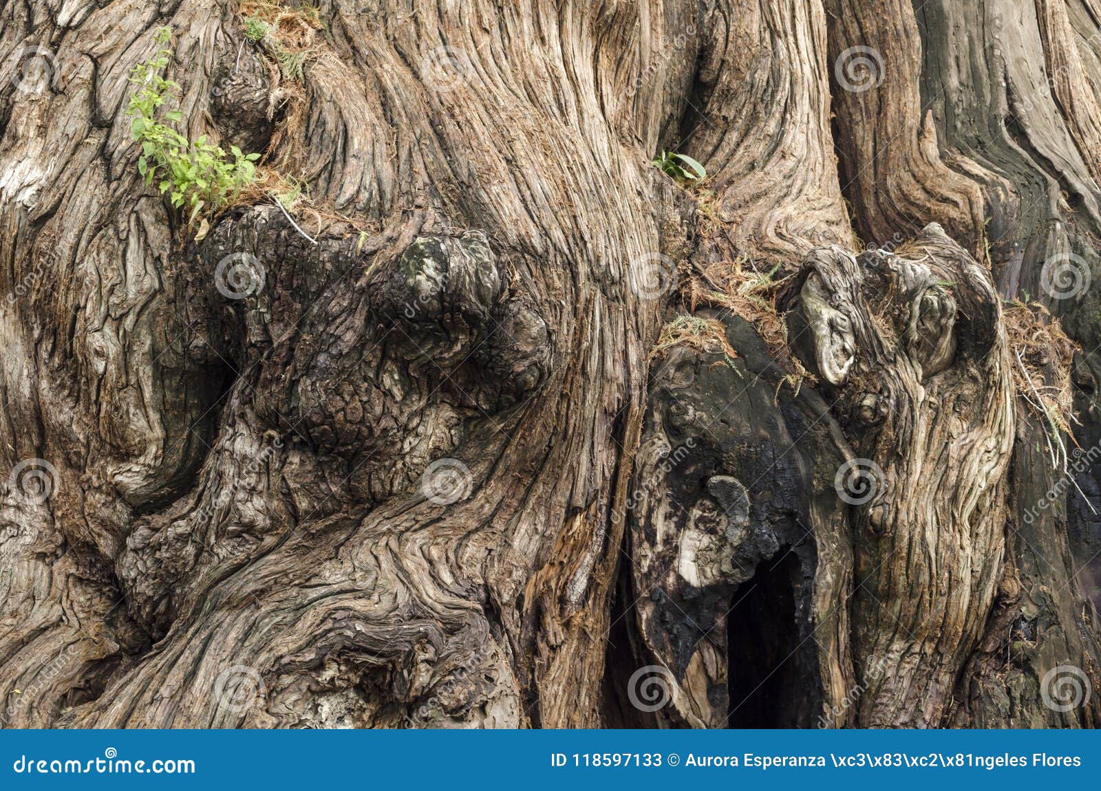 Texture of Big Old Tree Trunk Bark Macro Stock Image - Image of bark ...