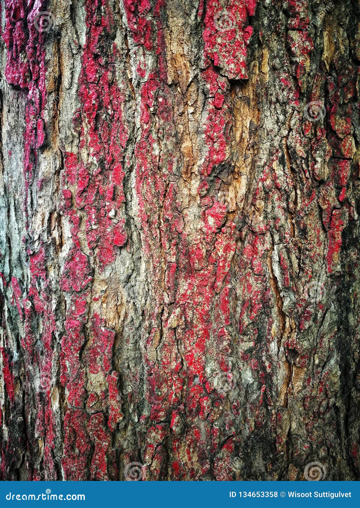 Texture Big Tree Bark Painted Red Surface for Background Stock Photo ...