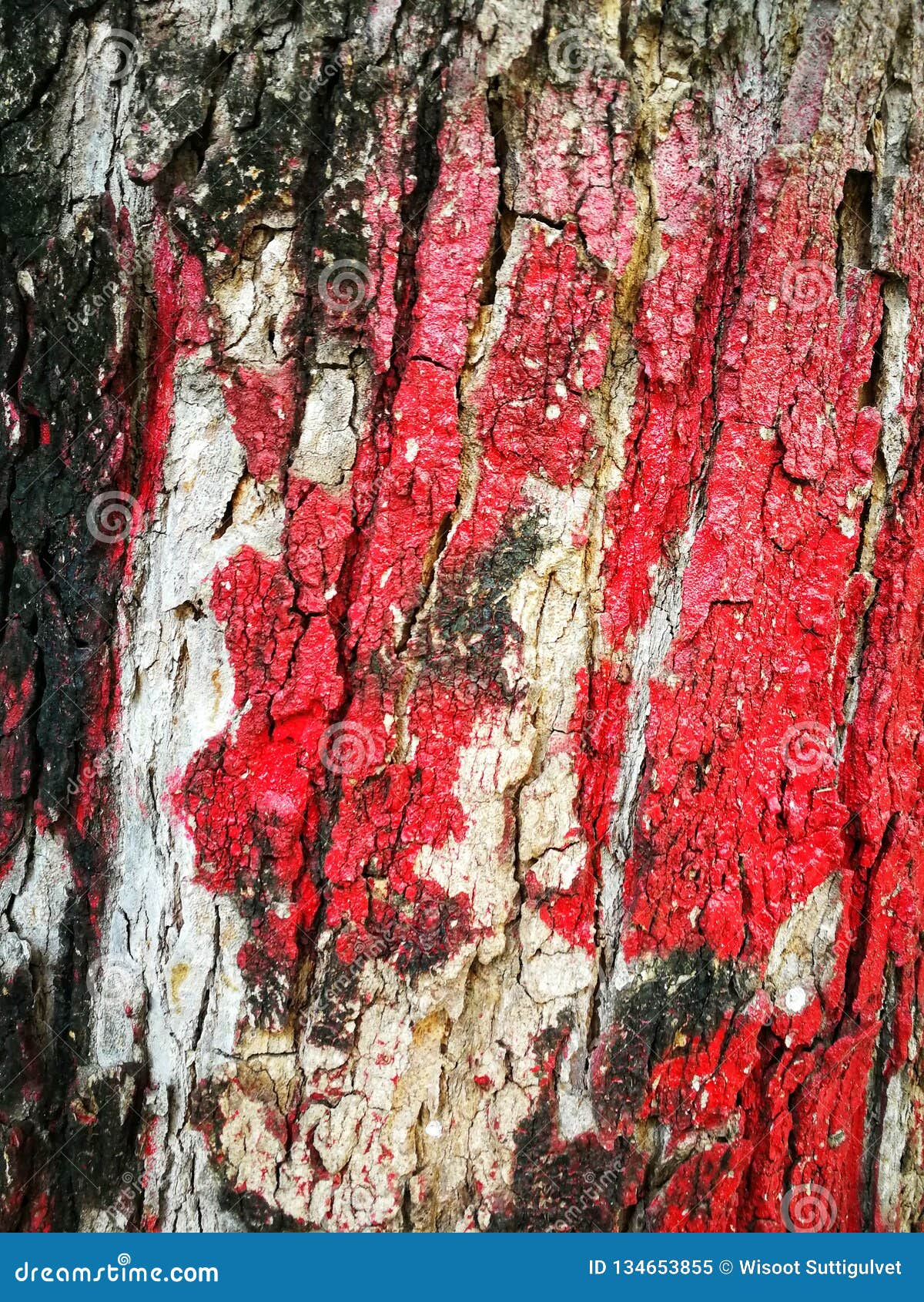 Texture Big Tree Bark Painted Red Surface for Background Stock Image ...