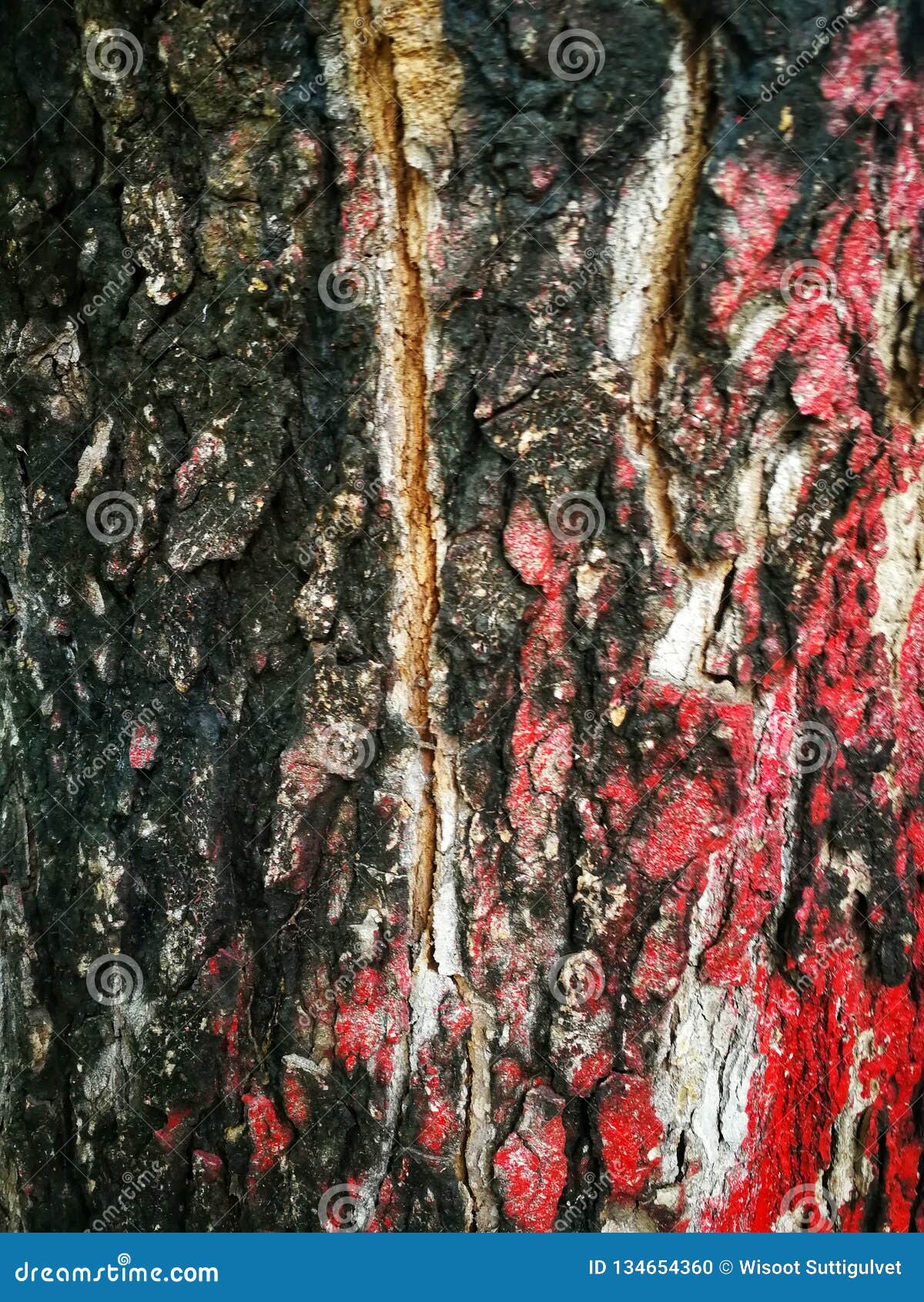 Texture Big Tree Bark Painted Red Surface for Background Stock Photo ...