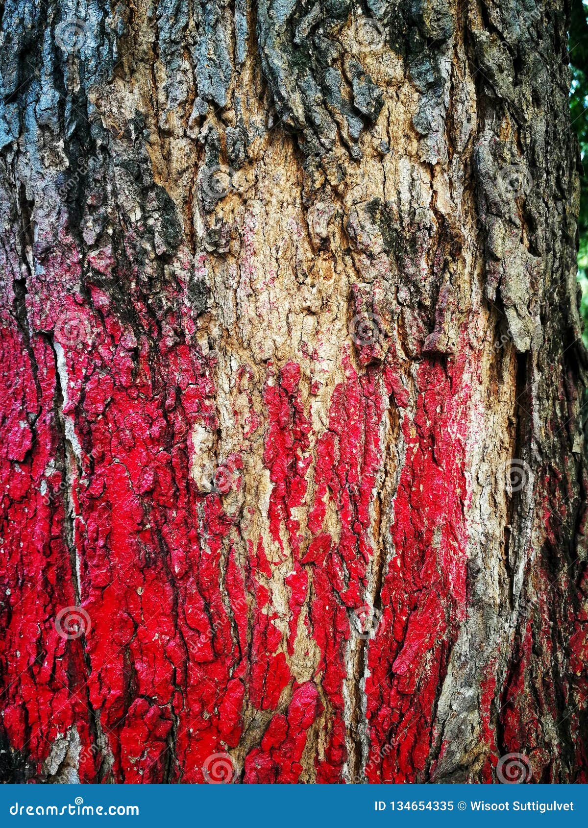 Texture Big Tree Bark Painted Red Surface for Background Stock Image ...
