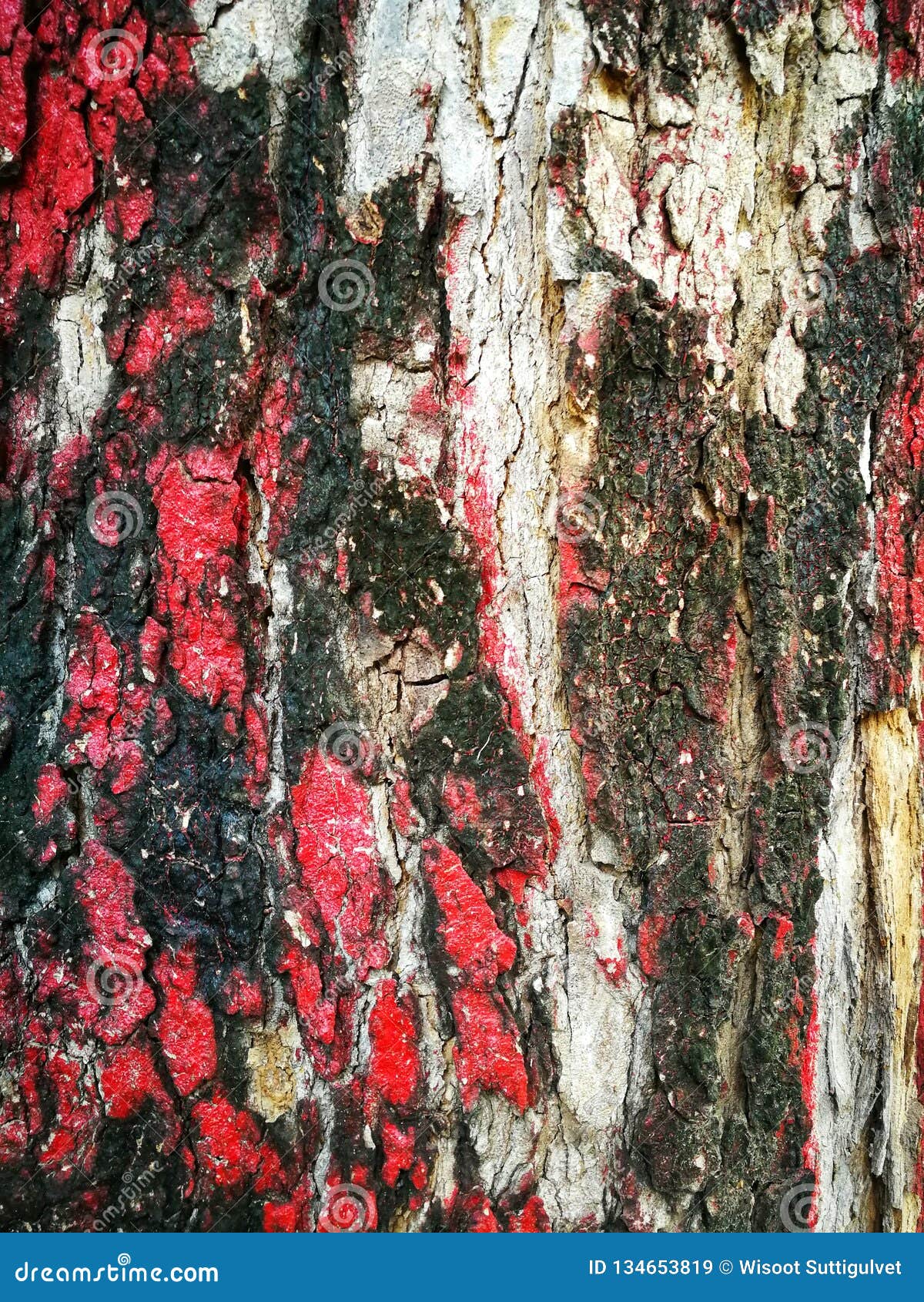 Texture Big Tree Bark Painted Red Surface for Background Stock Image ...
