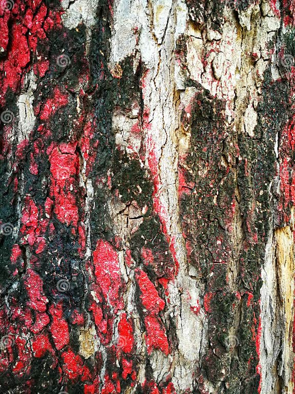Texture Big Tree Bark Painted Red Surface for Background Stock Image ...